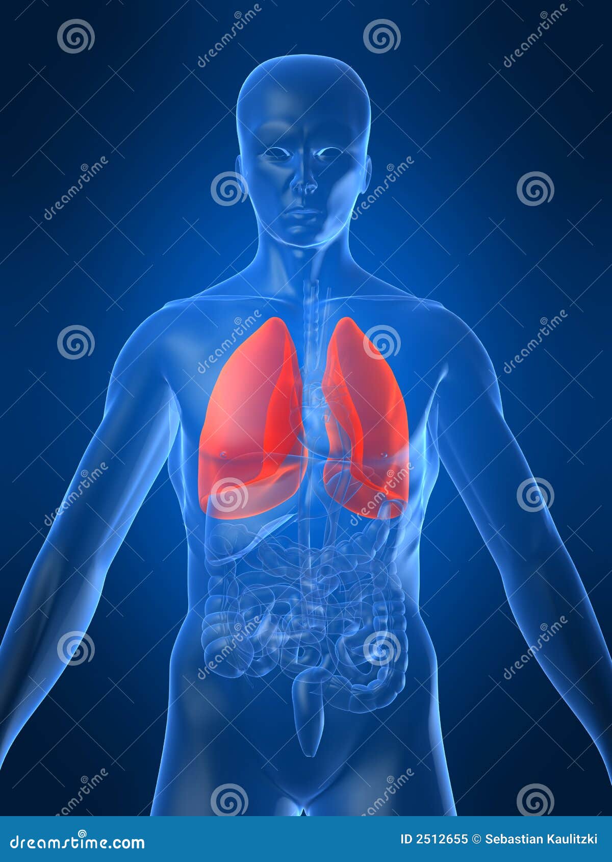 Polmone umano illustrazione di stock. Illustrazione di anatomico - 2512655