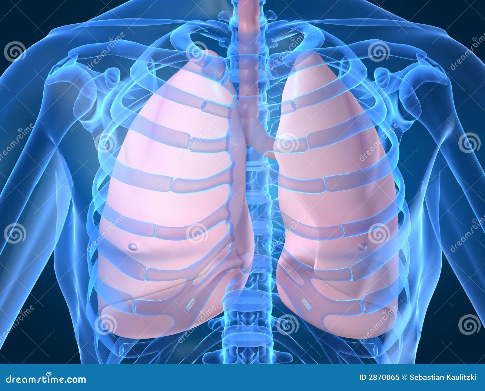 Polmoni illustrazione di stock. Illustrazione di spina - 2870065