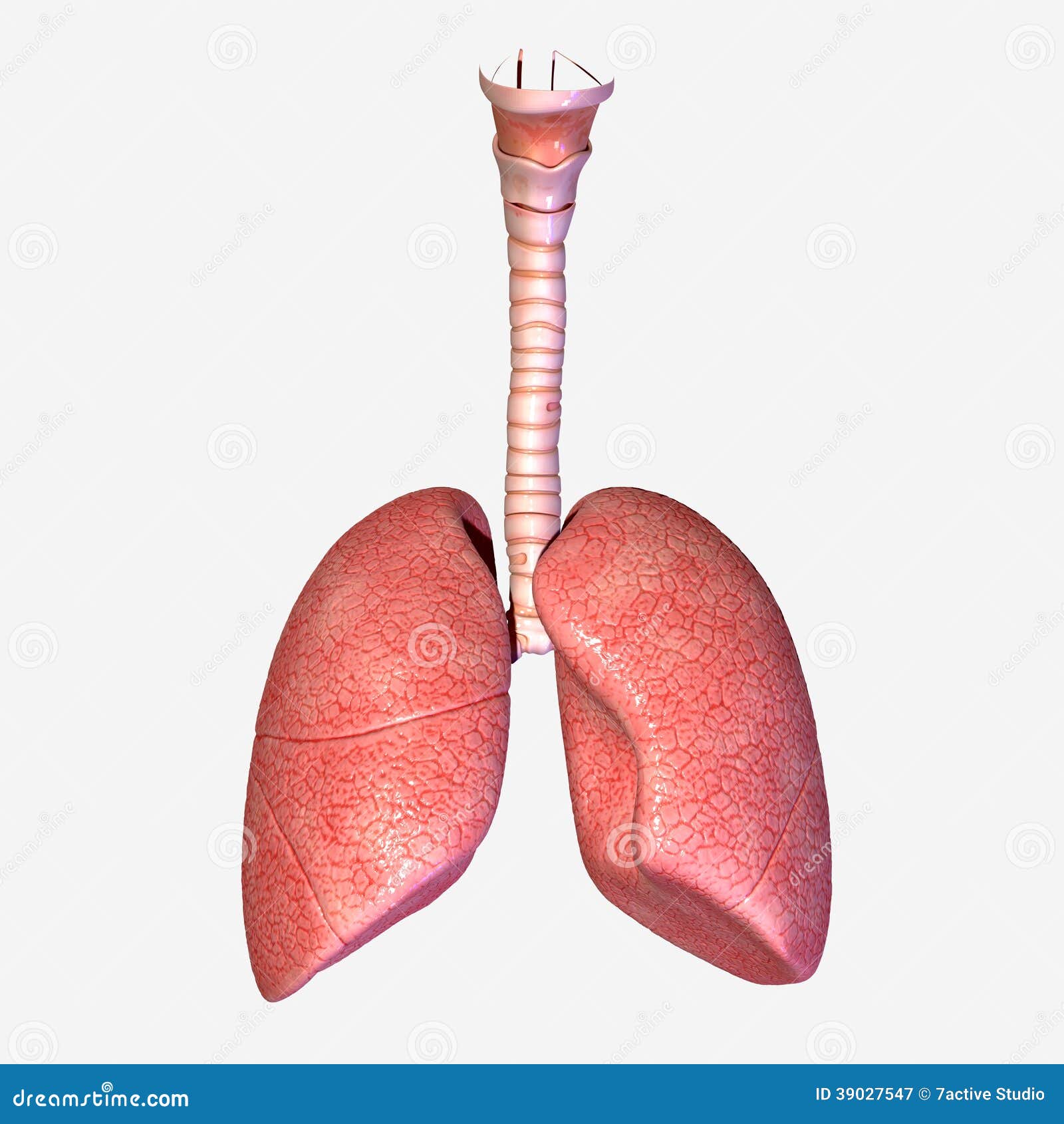 Polmoni illustrazione di stock. Illustrazione di medicina - 39027547