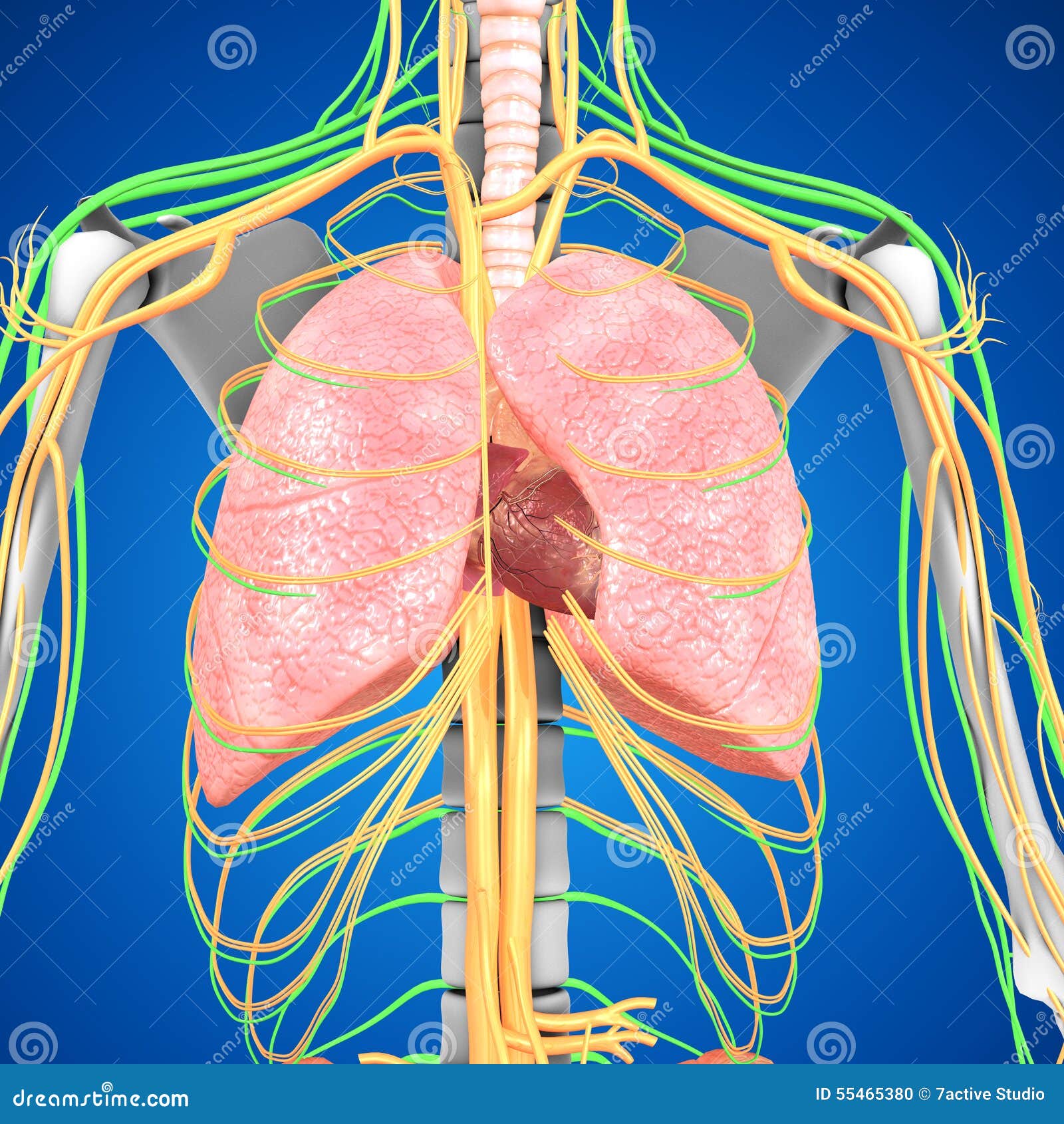 Polmoni umani con cuore illustrazione di stock. Illustrazione di ...