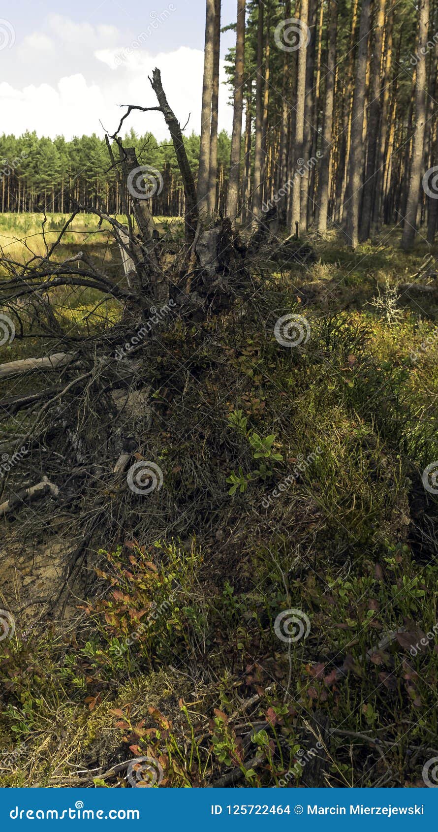Polnischer Wilder Wald - Nationalpark Slowinski, Polen Stockfoto - Bild ...