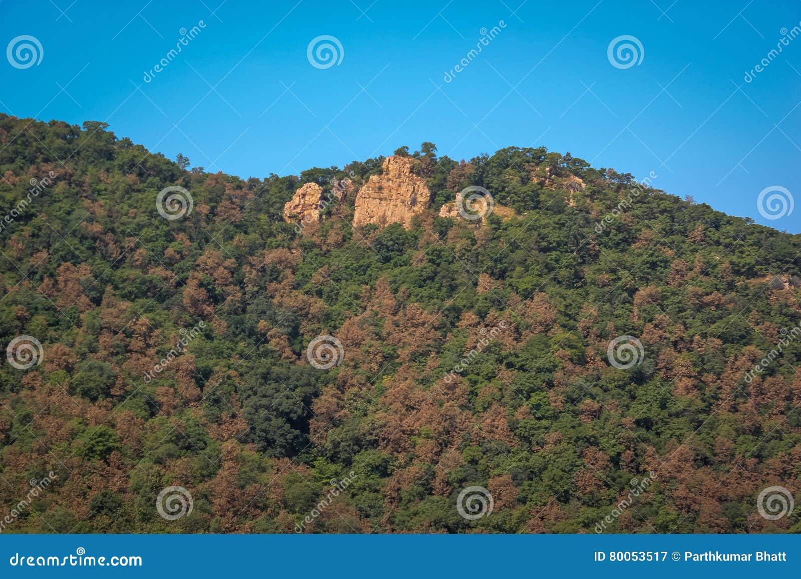 Polo forest hill view stock image. Image of polo, thick - 80053517