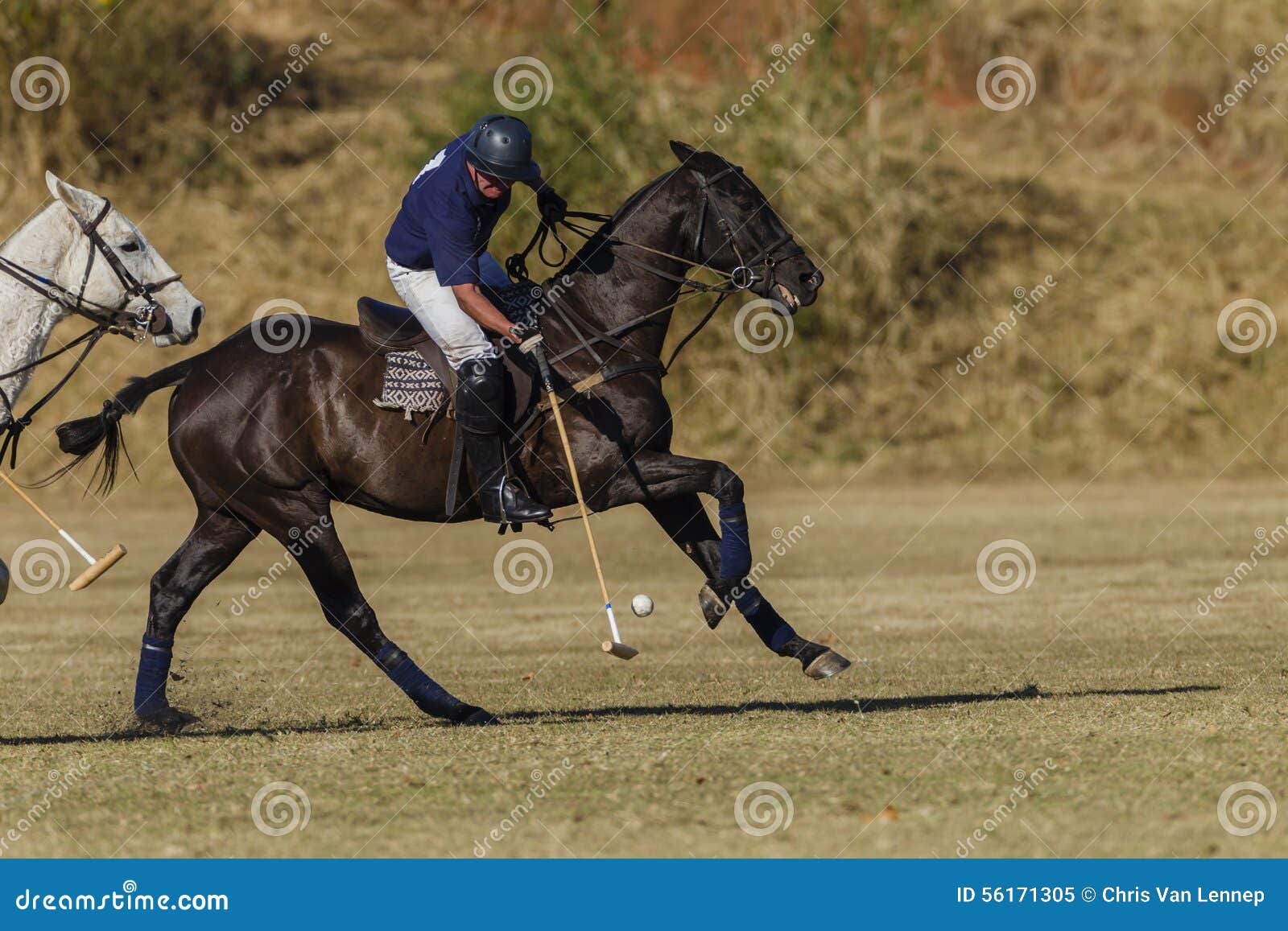 Polo Game Action imagem editorial. Imagem de equestre - 56171305