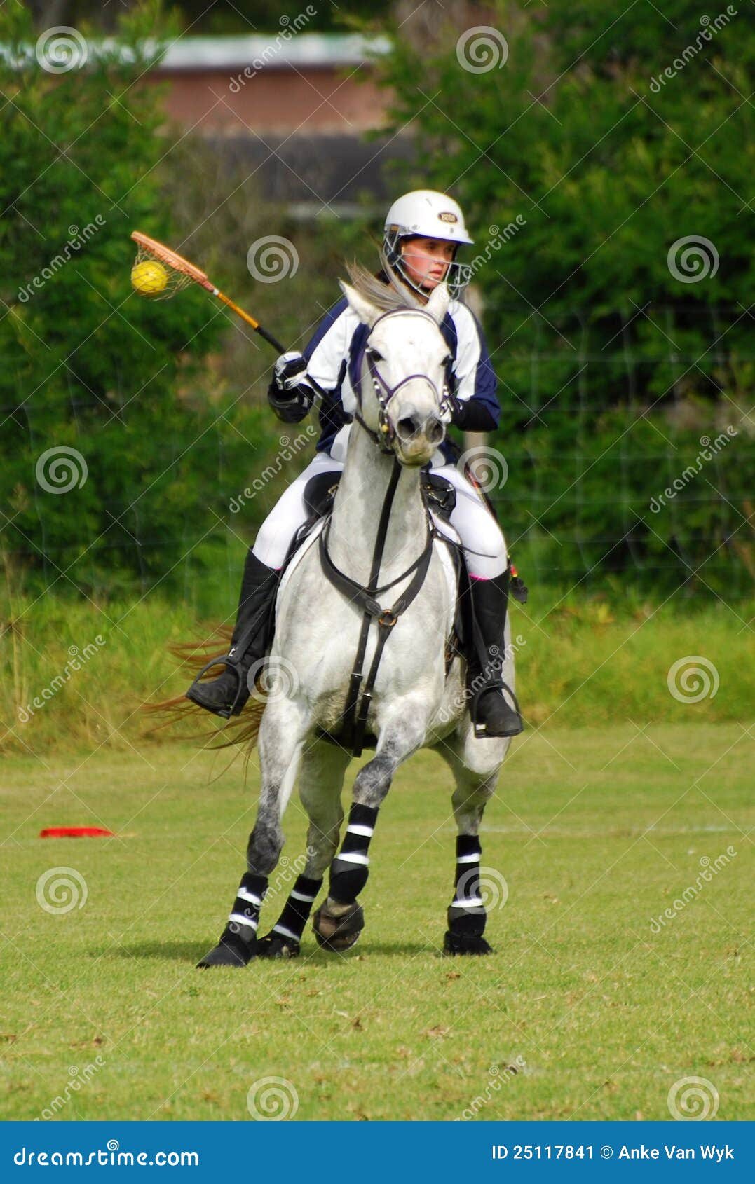Polocrosse Player with Horse Editorial Photo - Image of riding, pony ...