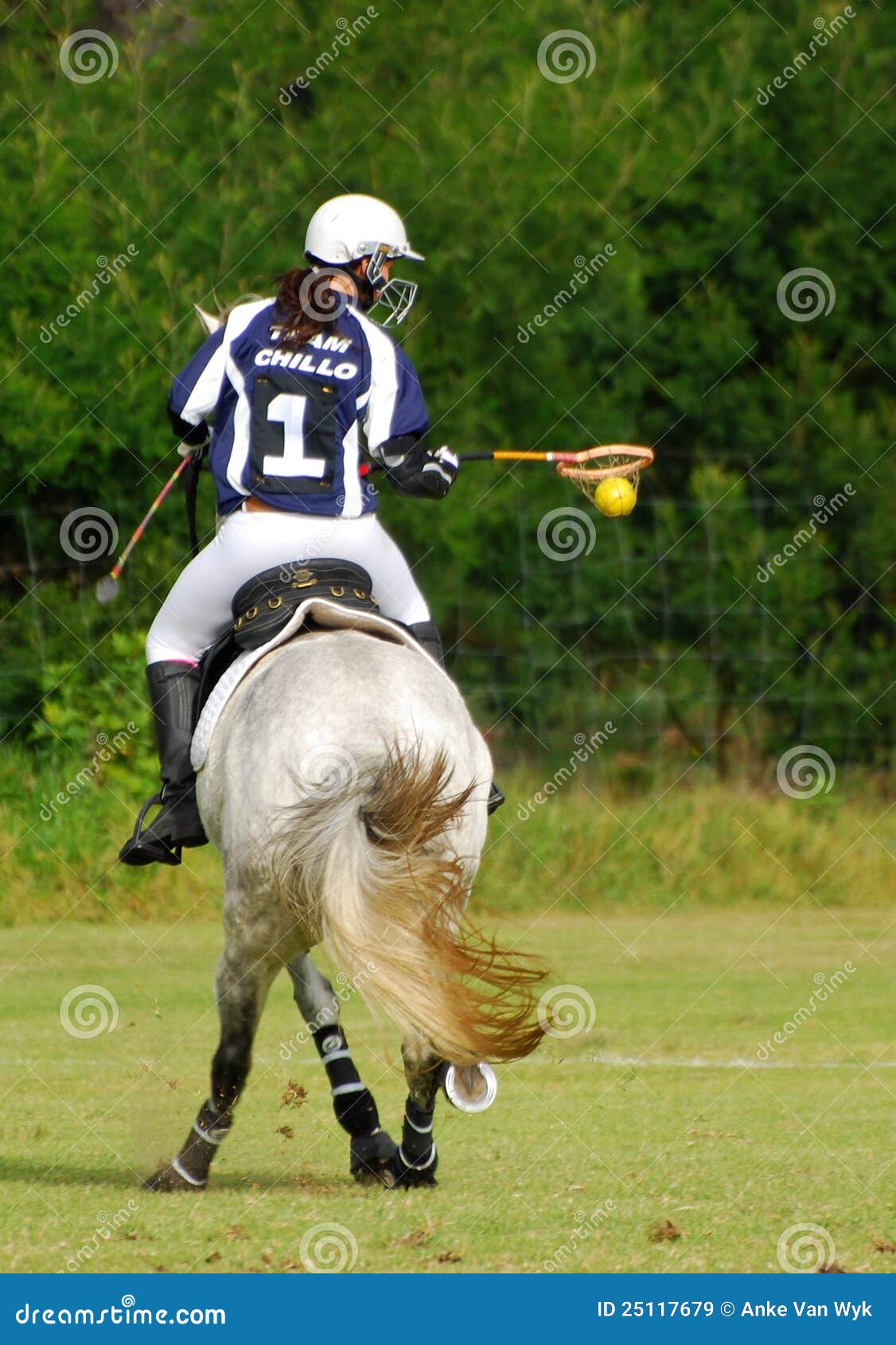 Polocrosse Player on Horse, Back View Editorial Stock Image - Image of ...