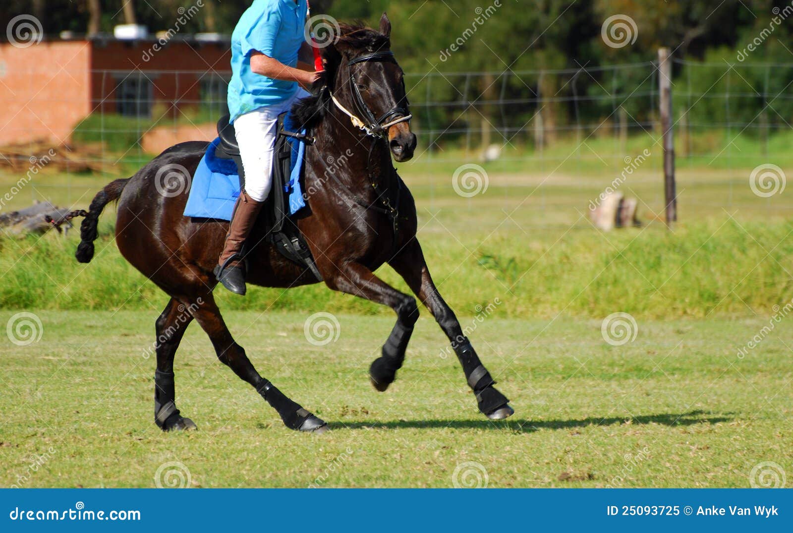 Cantering Cross Country Horse Royalty-Free Stock Photo | CartoonDealer ...