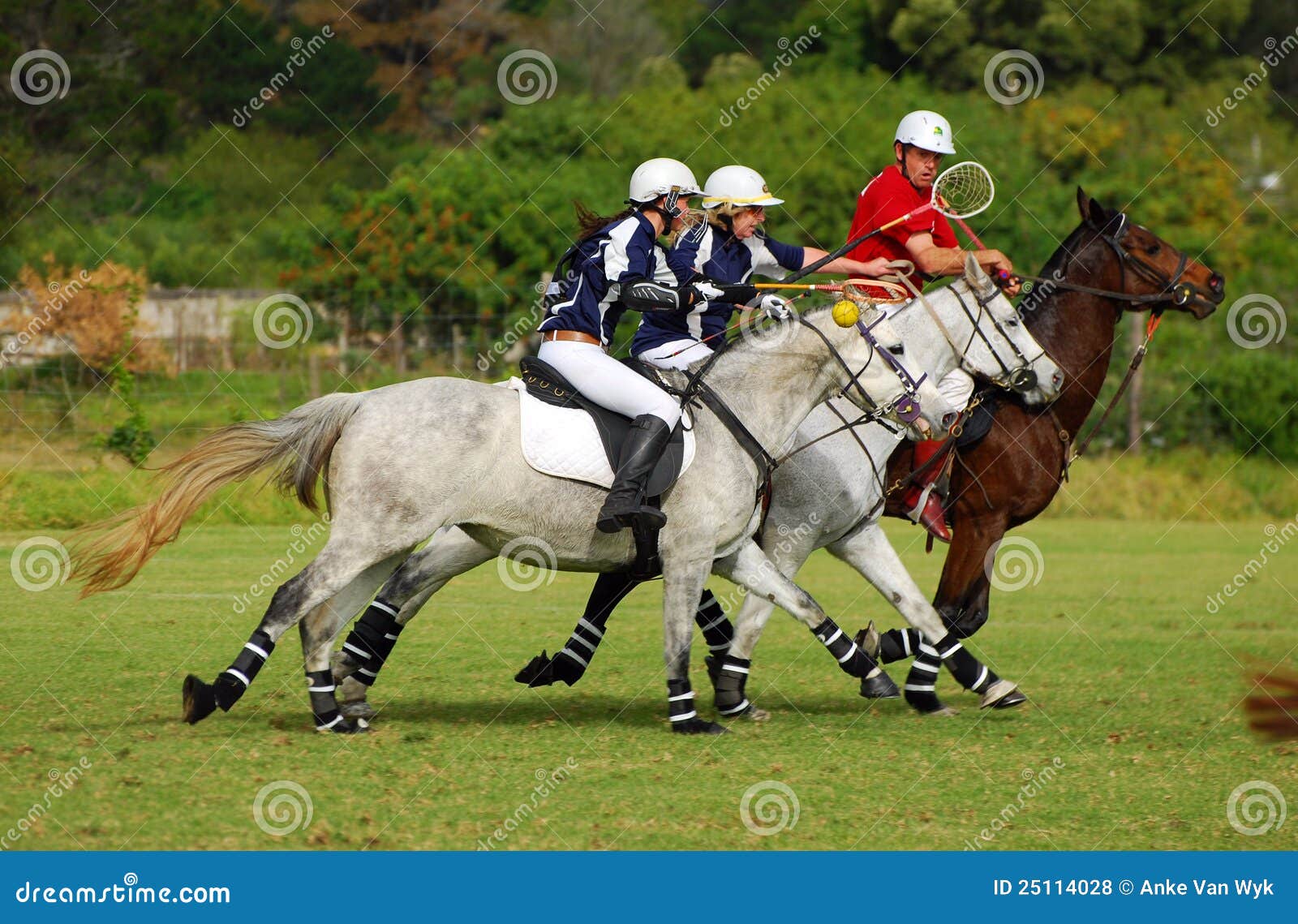 Polocrosse Players on Their Horses Editorial Stock Photo - Image of ...