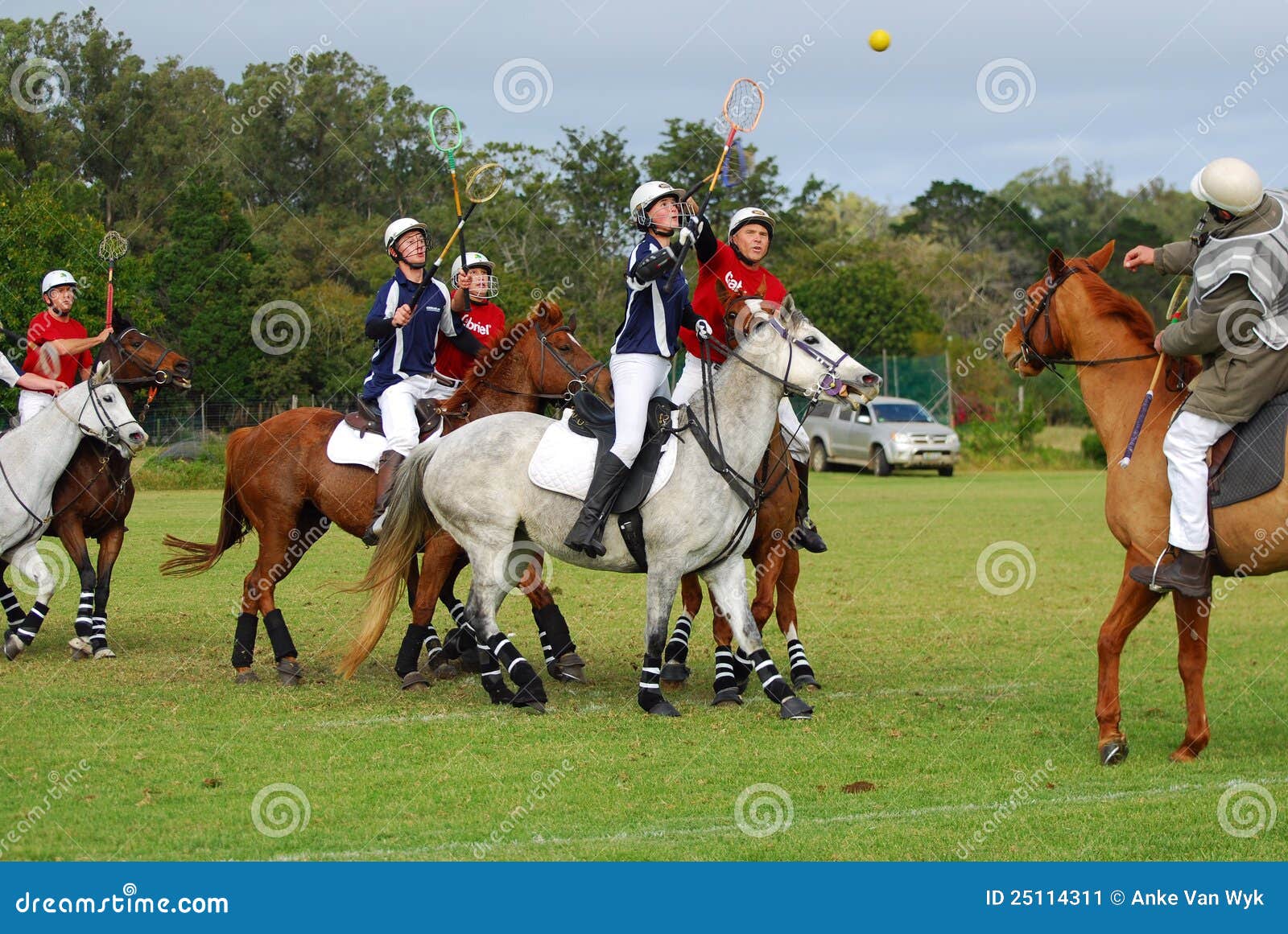 Polocrosse Players on Their Horses Editorial Photo - Image of editorial ...