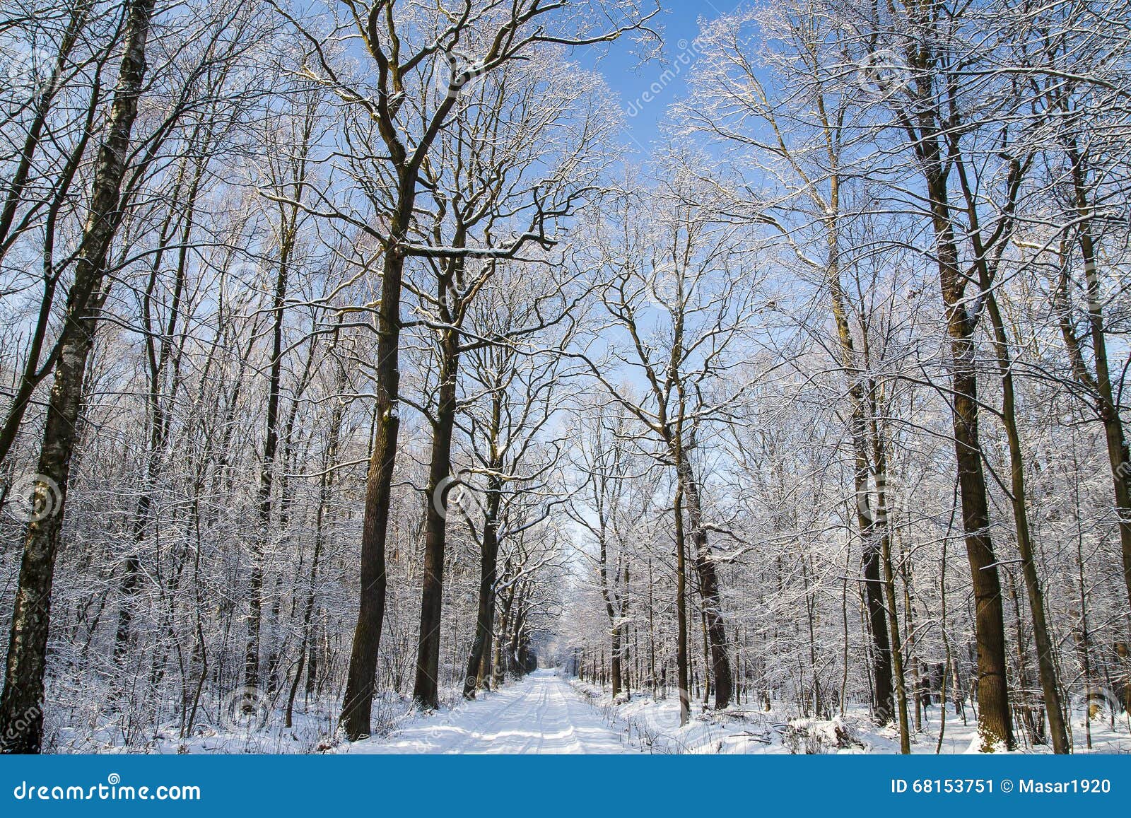 Polski las w zimie obraz stock. Obraz złożonej z haver - 68153751