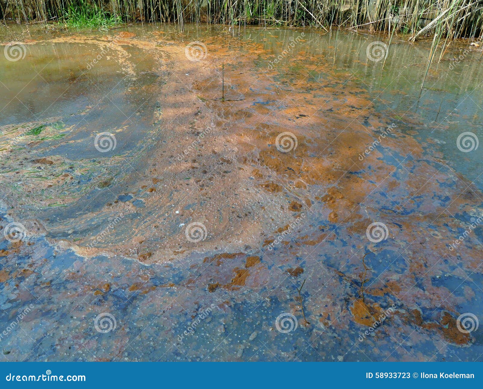 Poluted water stock image. Image of leafs, floating, pollution - 58933723