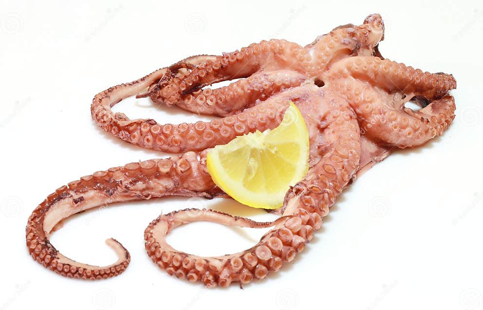 Polvo imagem de stock. Imagem de cozinhado, aperitivo - 12605217