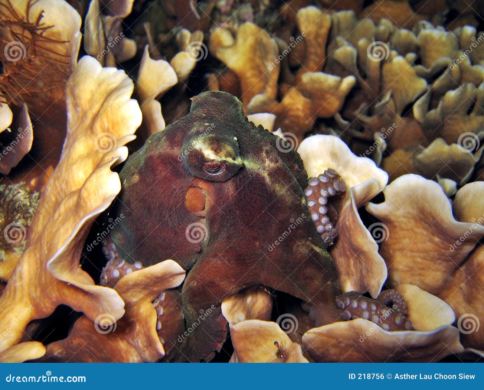Polvo foto de stock. Imagem de corais, marisco, oceano - 218756