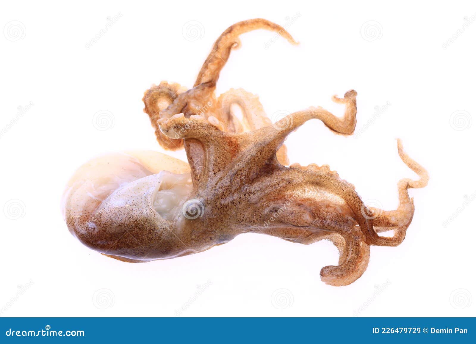 Polvo em fundo branco imagem de stock. Imagem de carne - 226479729