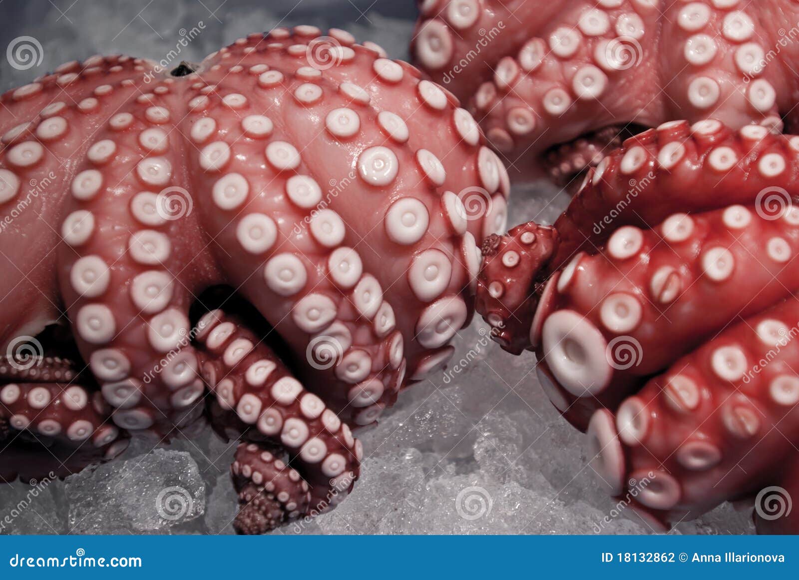 Polvo fresco foto de stock. Imagem de cozinhado, ondulado - 18132862