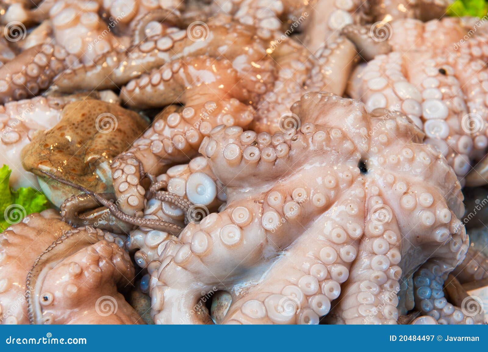 Polvo fresco imagem de stock. Imagem de peixes, qualidade - 20484497