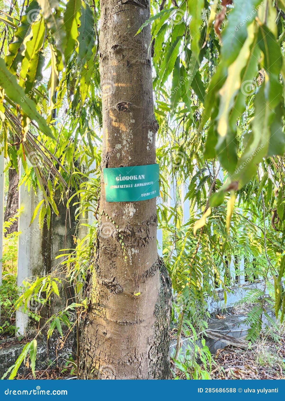 Polyalhtia Longifolia tree stock photo. Image of wood - 285686588