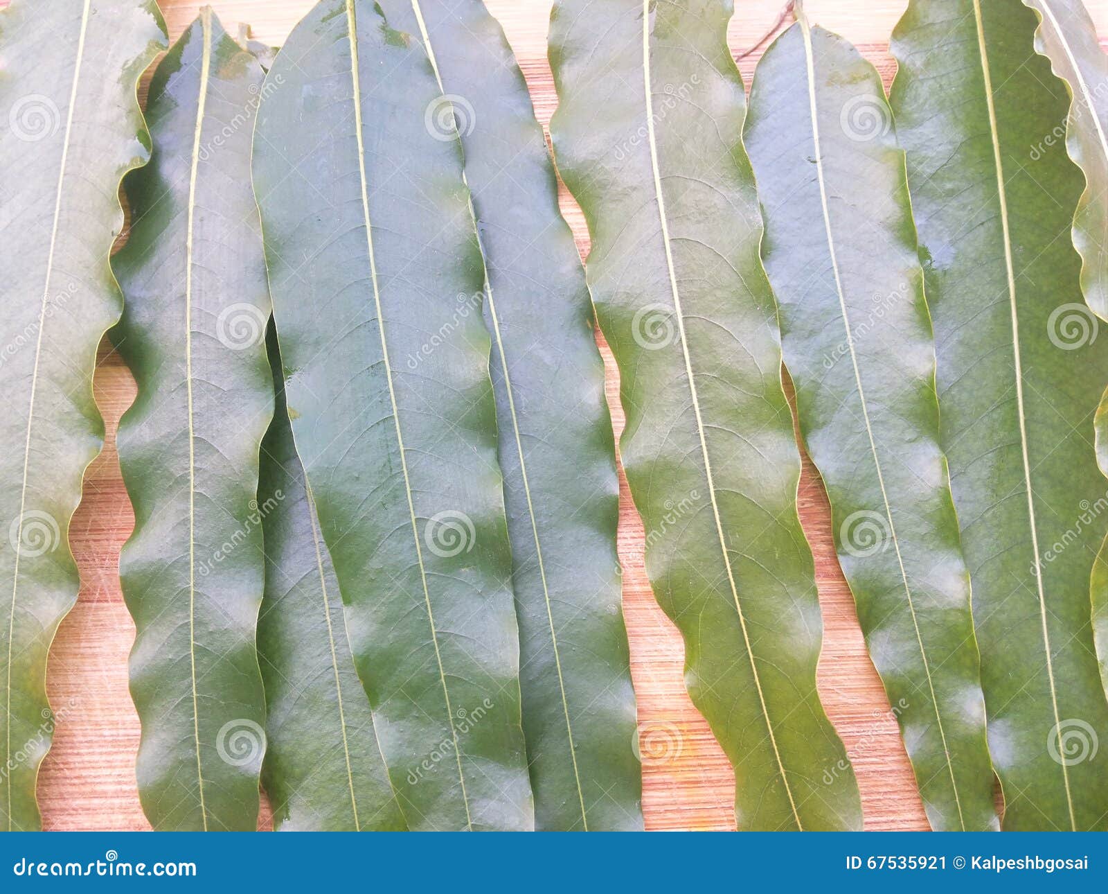 Polyalthia longifolia leaf stock image. Image of close - 67535921