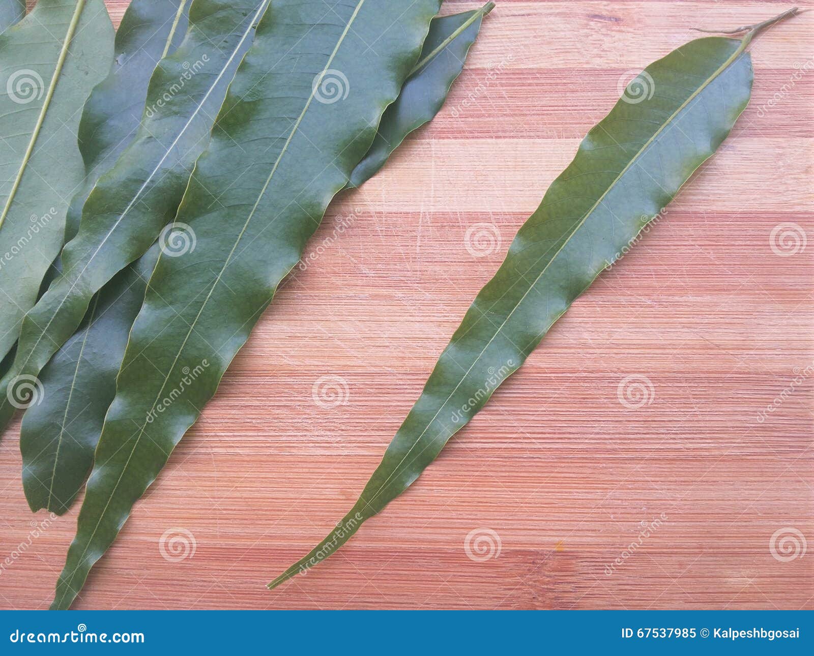 POLYALTHIA LONGIFOLIA, ASHOKA PLANT /SAROCA ASOKA, /SAROKA INDICA ...