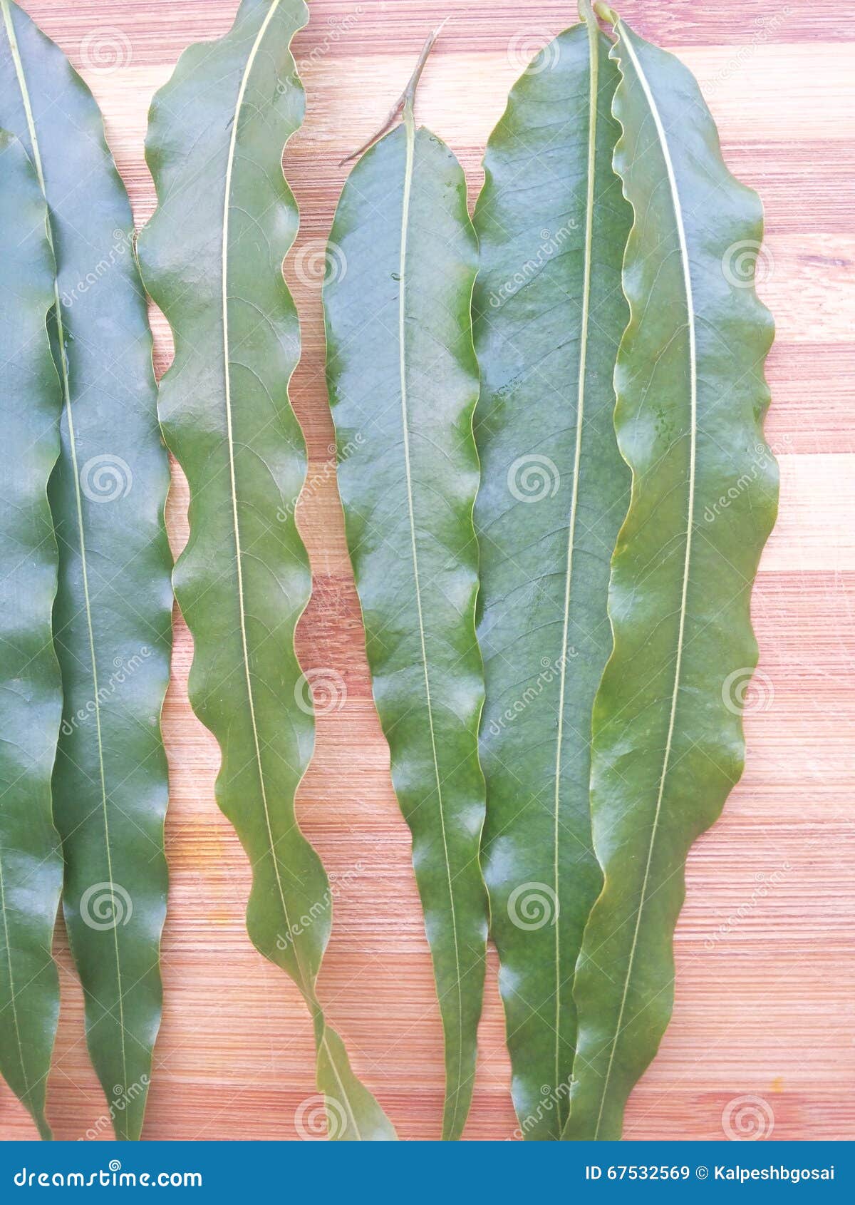 Polyalthia Longifolia Leaves Background Stock Image - Image of close ...