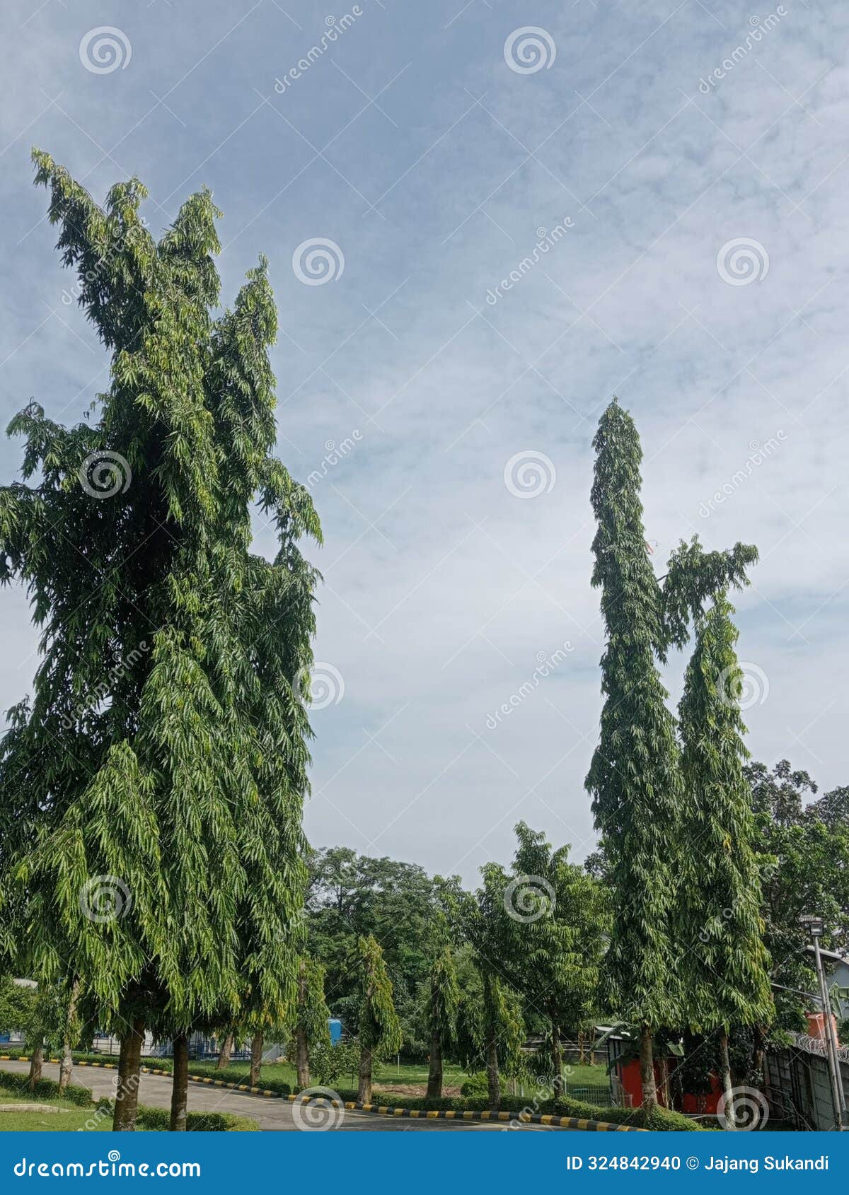 Polyalthia Longifolia or Often Also Called Glodogan Tiang is One of the ...