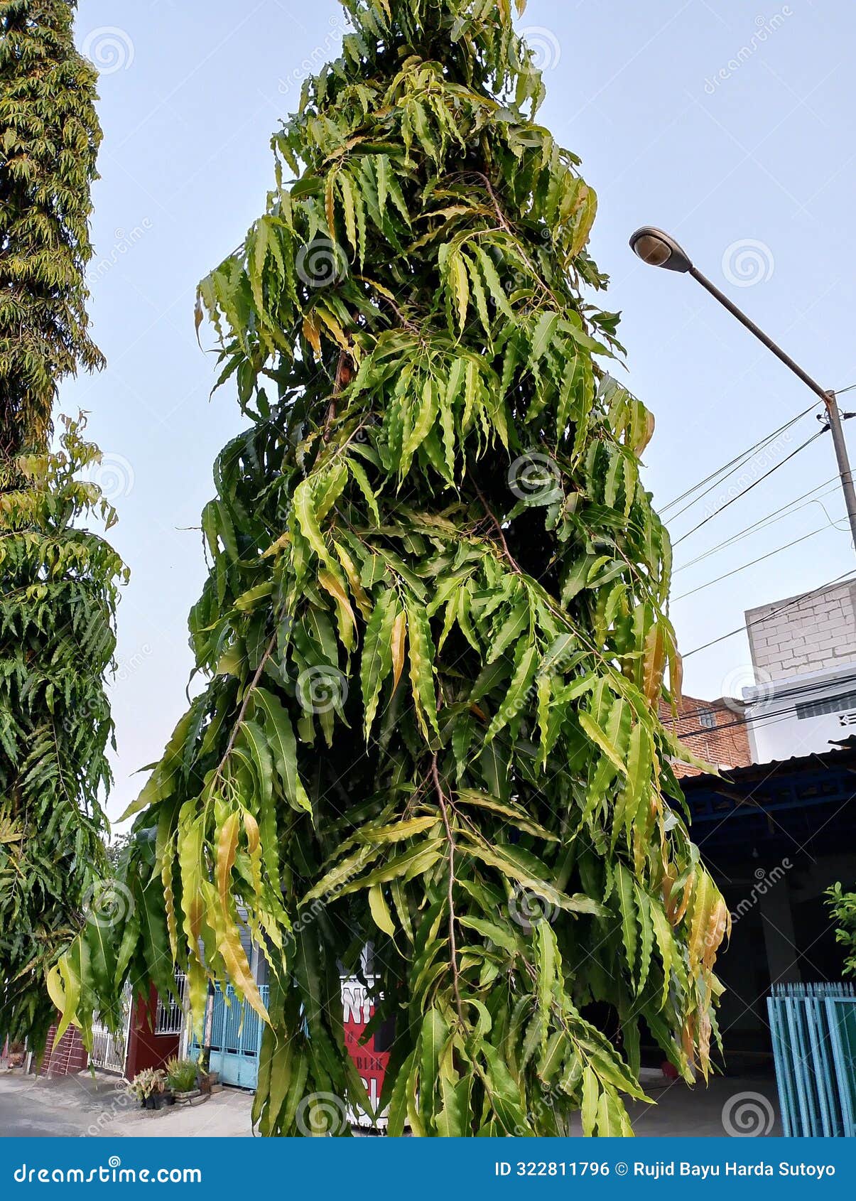 Polyalthia longifolia stock photo. Image of grow, towering - 322811796