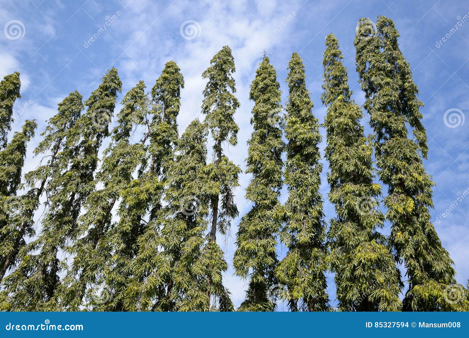 Polyalthia longifolia tree stock photo. Image of tree - 85327594