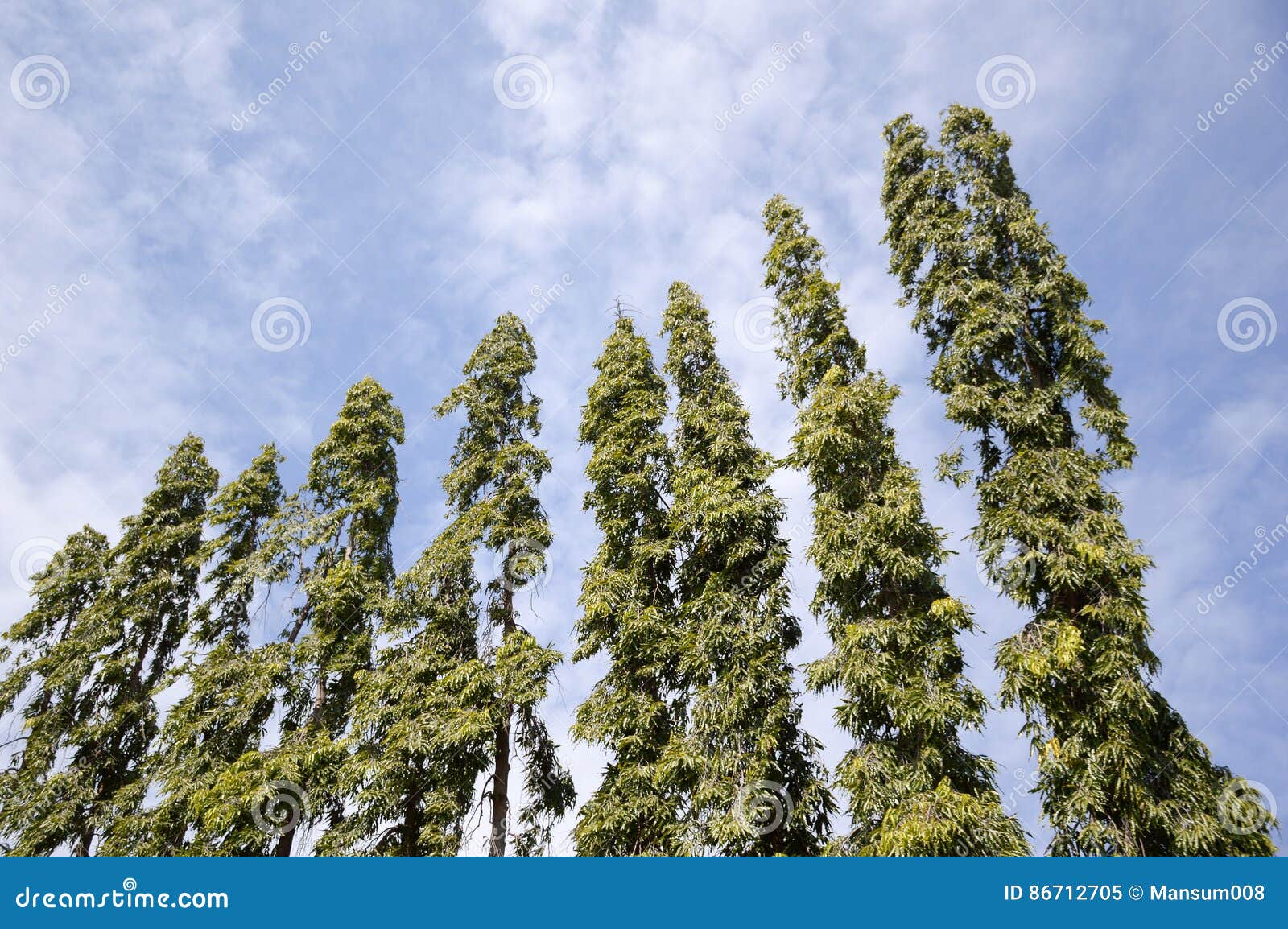 Polyalthia Longifolia Tree in Nature Garden Stock Image - Image of leaf ...