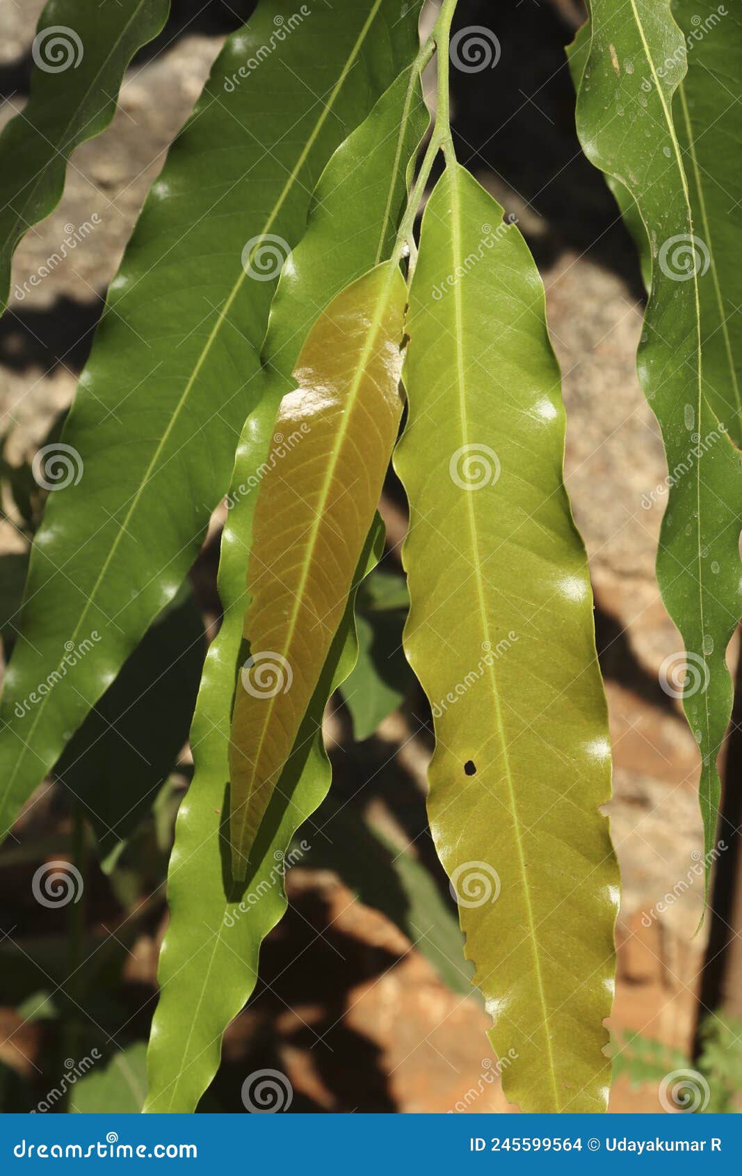 Polyalthia Longifolia Var. Pendula - Leaves, Monoon Longifolium Trees ...