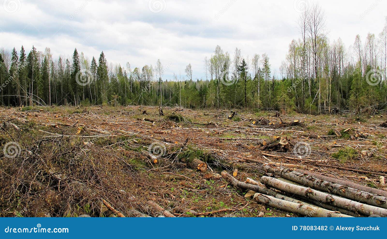Felled And Abandoned Tree Branches And Trunks Royalty-Free Stock ...