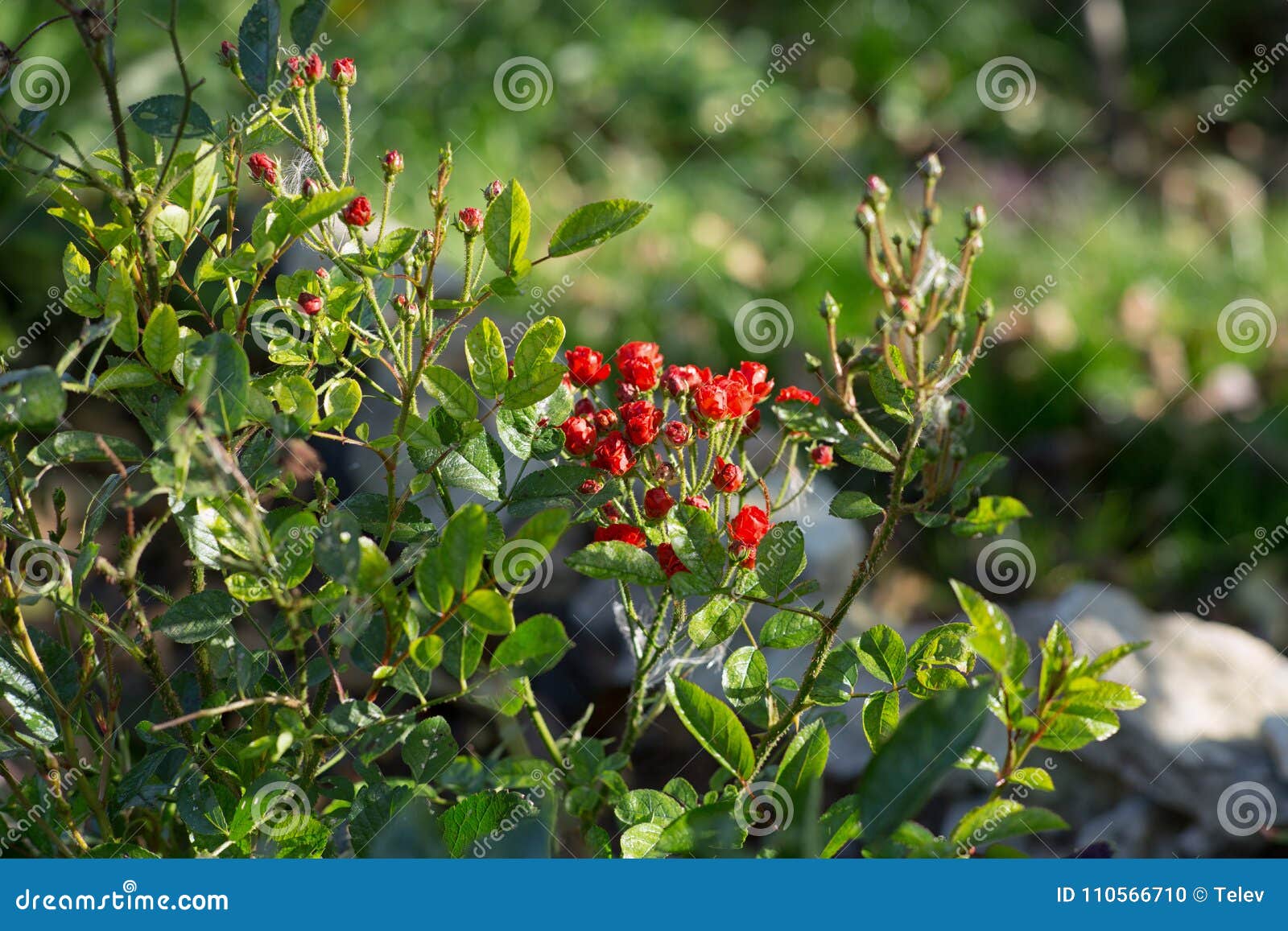 Polyantha Rose in Landscape Design Stock Photo - Image of polyantha ...
