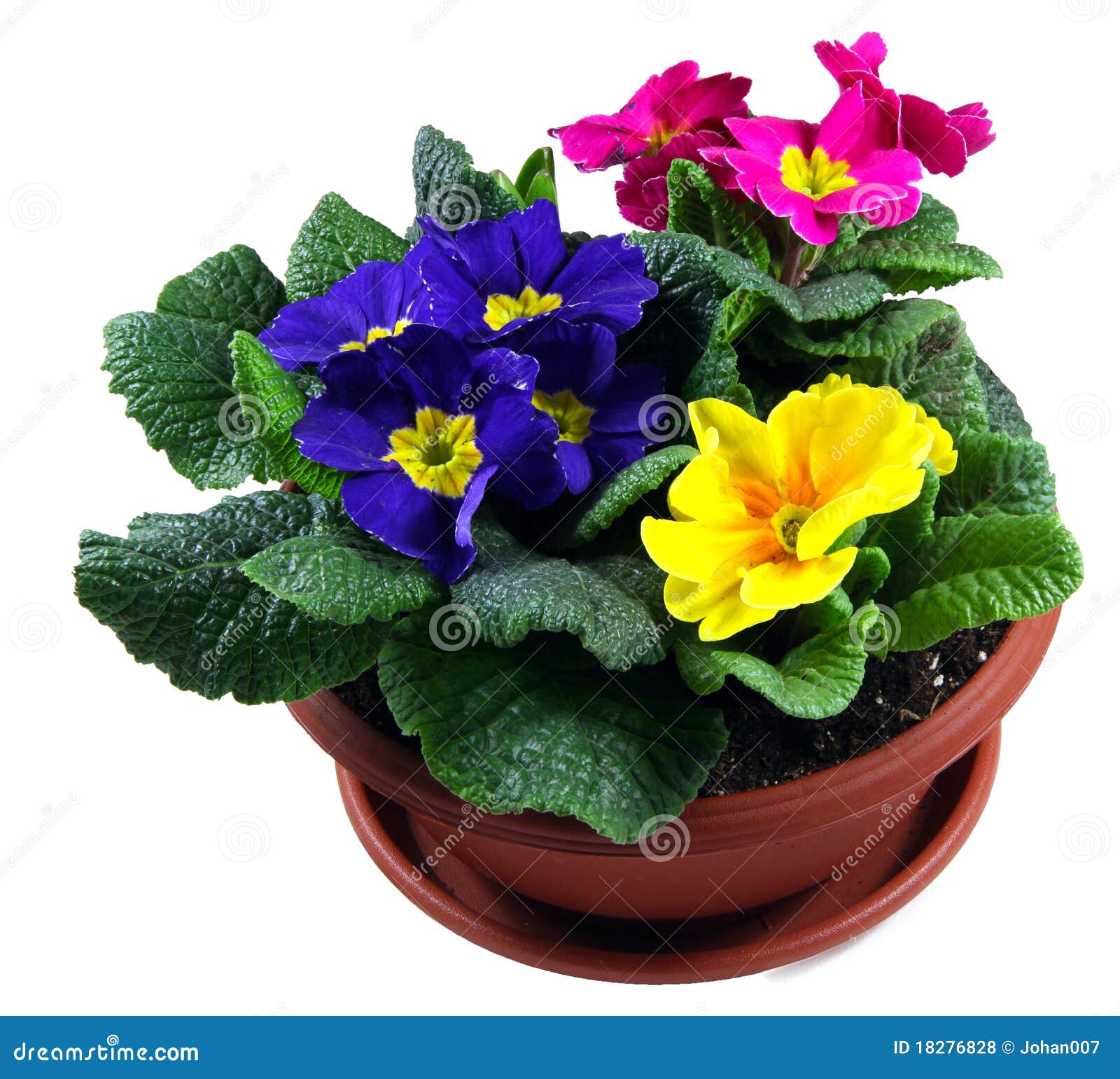 Polyanthus pot stock photo. Image of single, flower, leaf - 18276828