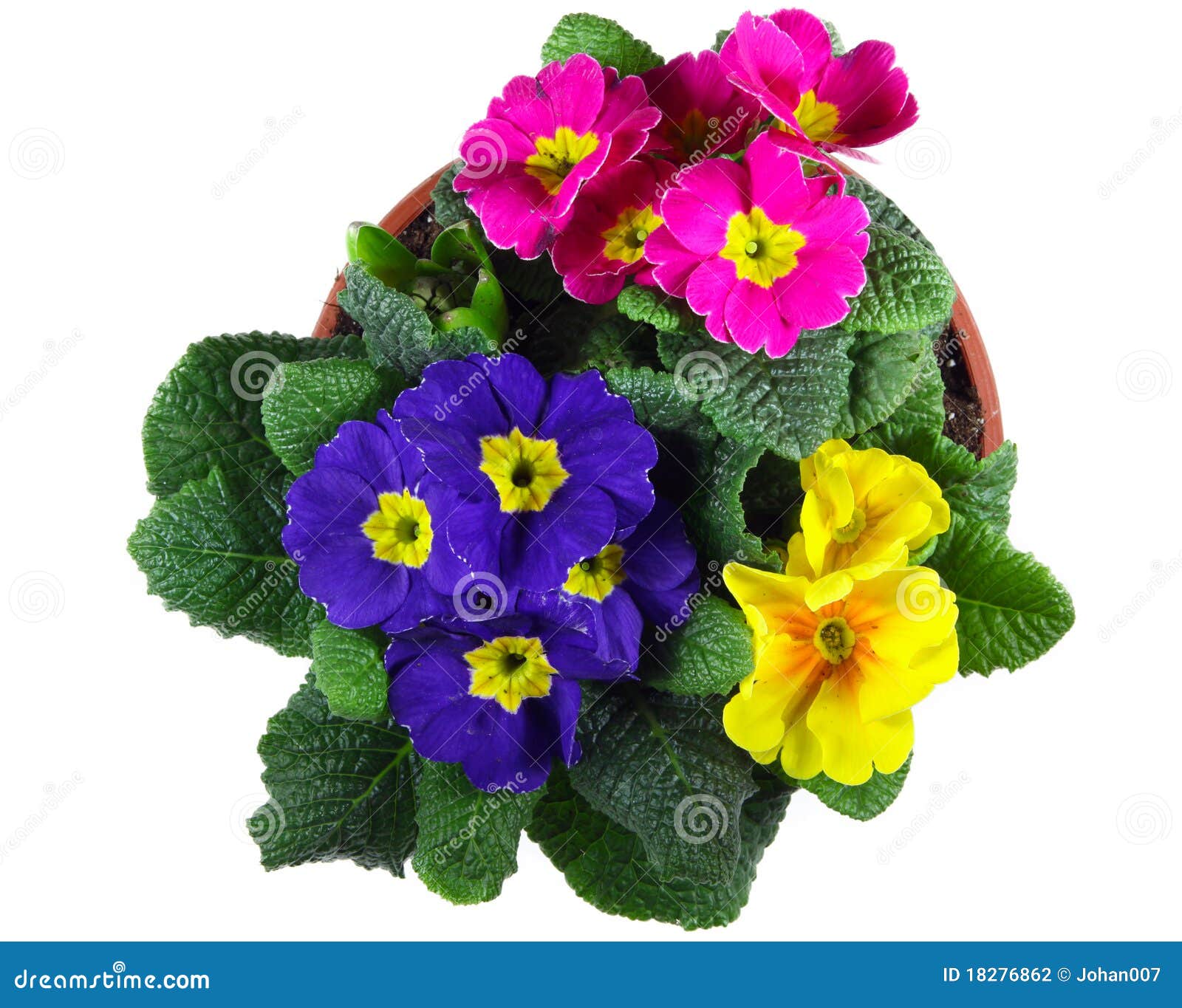 Polyanthus pot stock photo. Image of bouquet, spring - 18276862