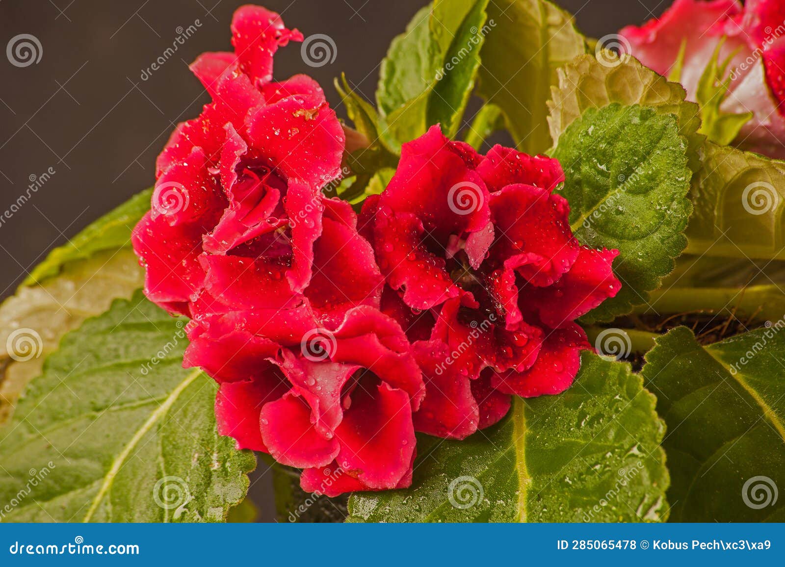 Polyanthus Primrose Primula Polyantha 10472 Stock Photo - Image of ...