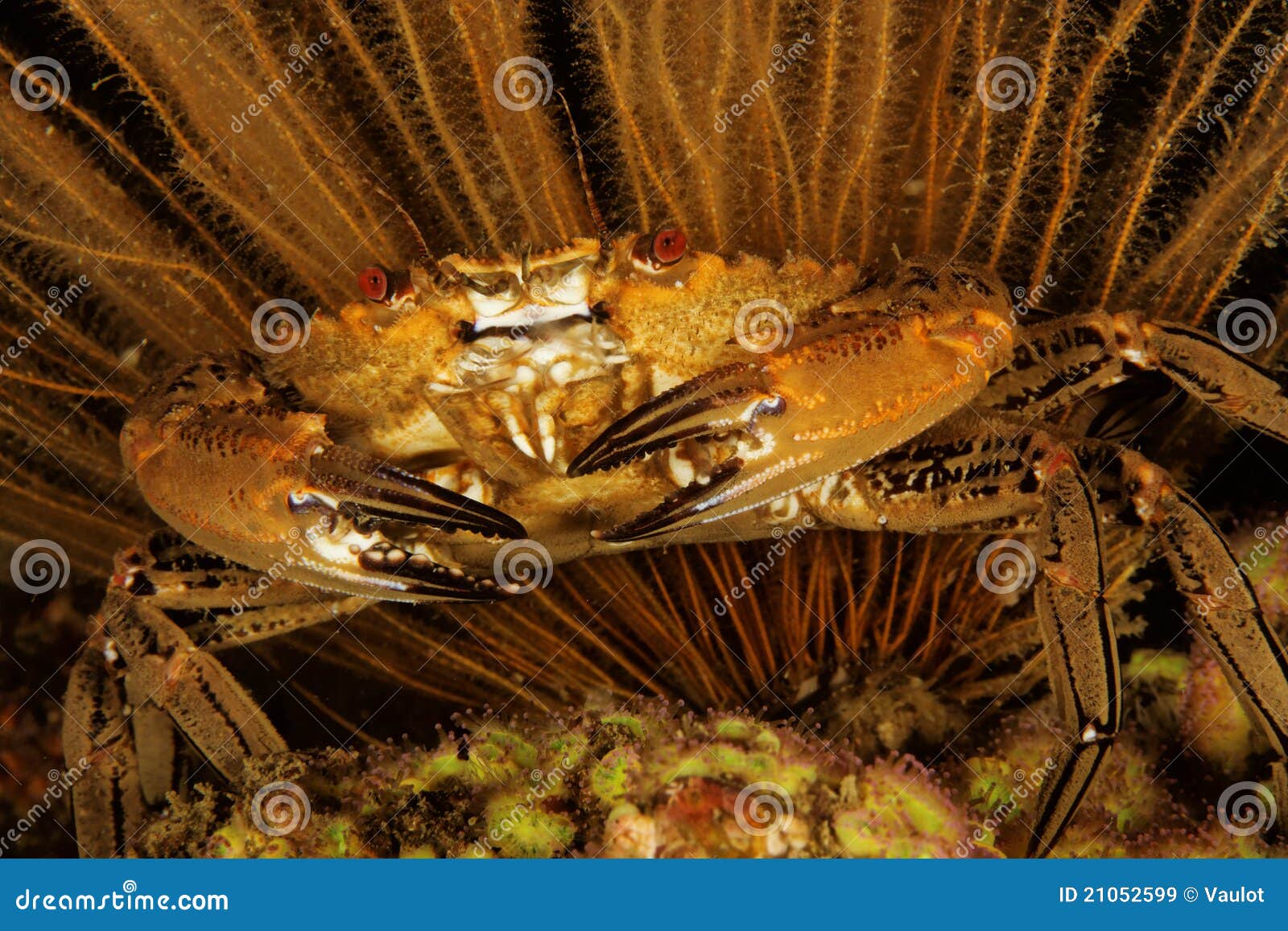 Polybius puber - Lady crab stock image. Image of brest - 21052599