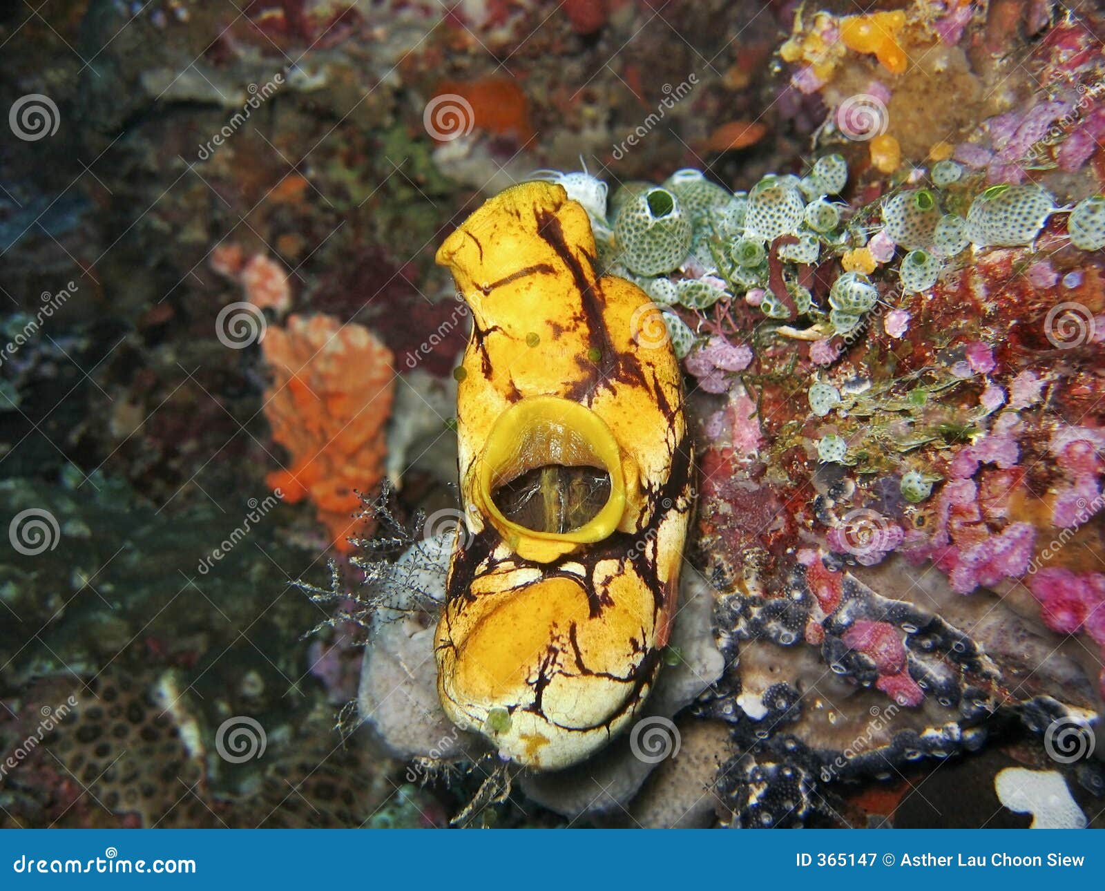 Polycarpa aurata stock image. Image of squirt, detail, unique - 365147