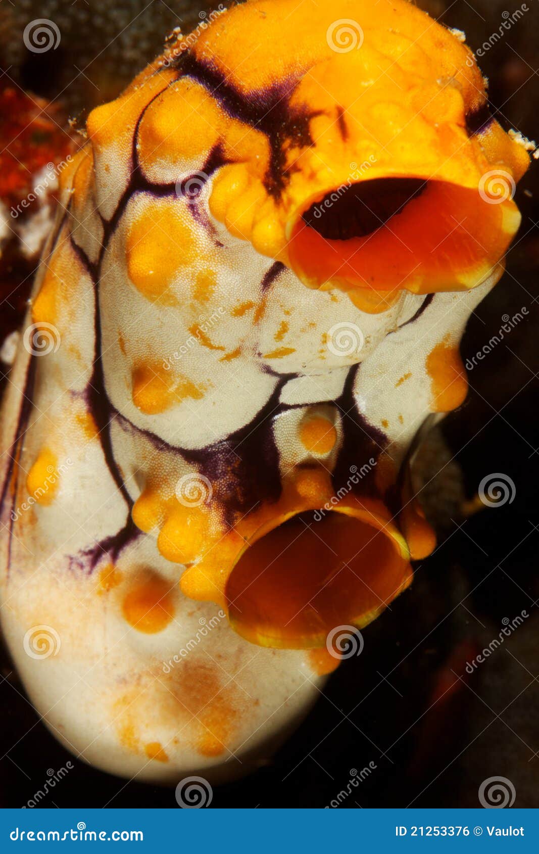 Polycarpa Aurata - Ascidian Stock Photo - Image of scuba, asia: 21253376