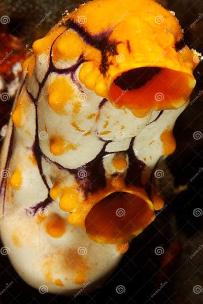 Polycarpa Aurata - Ascidian Stock Photo - Image of scuba, asia: 21253376