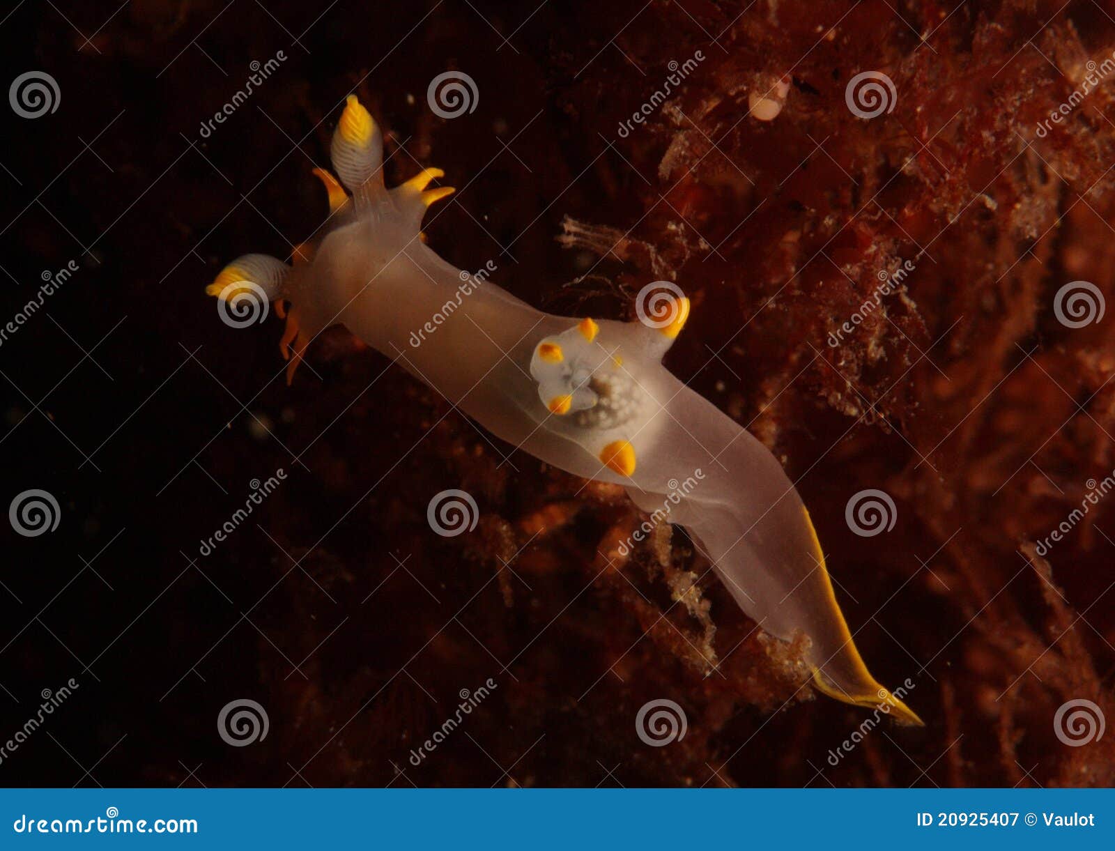 Polycera faeroensis stock image. Image of finistere, nudibranch - 20925407