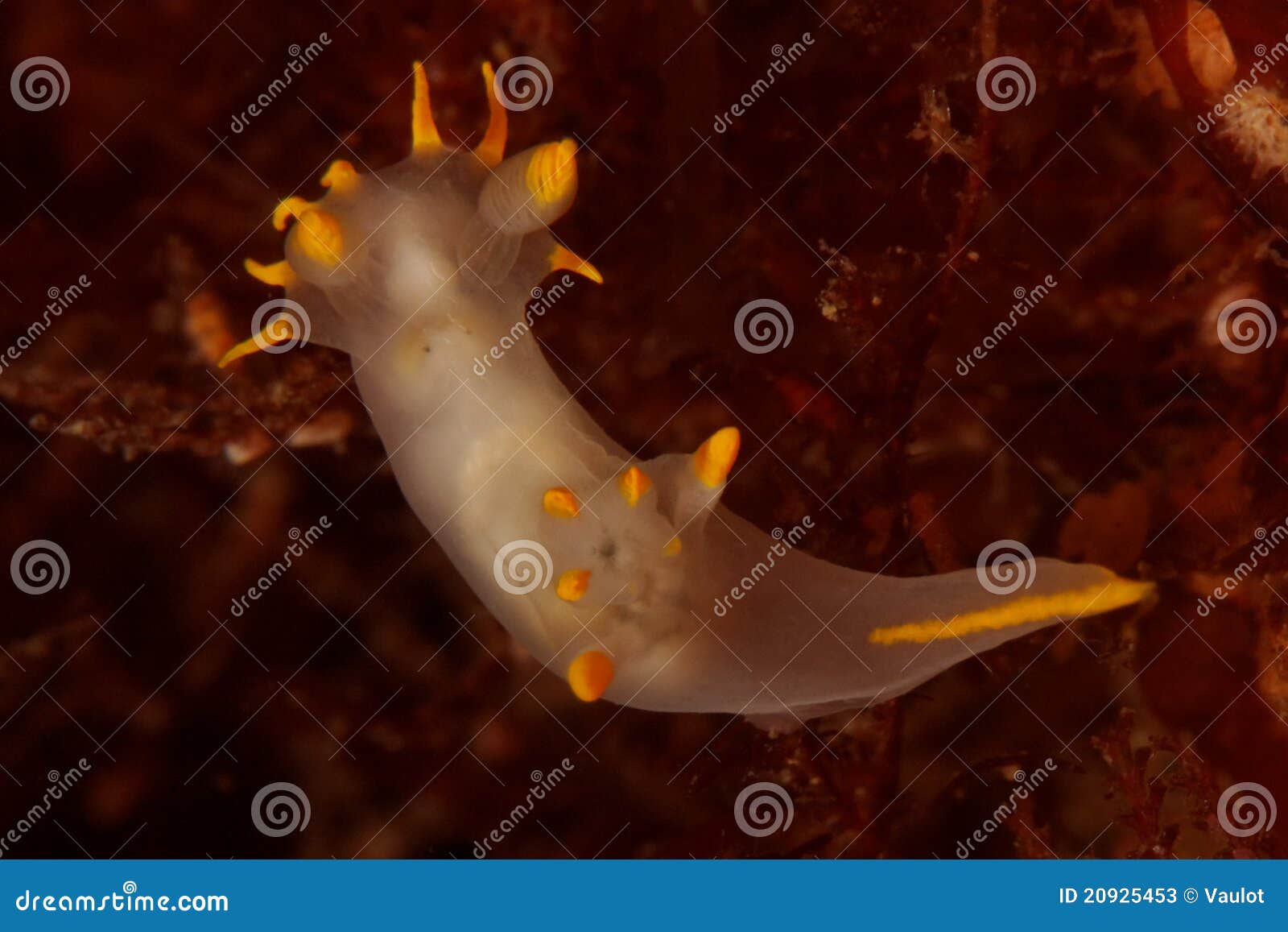 Polycera Faeroensis - Nudibranch Stock Image - Image of brest, fauna ...