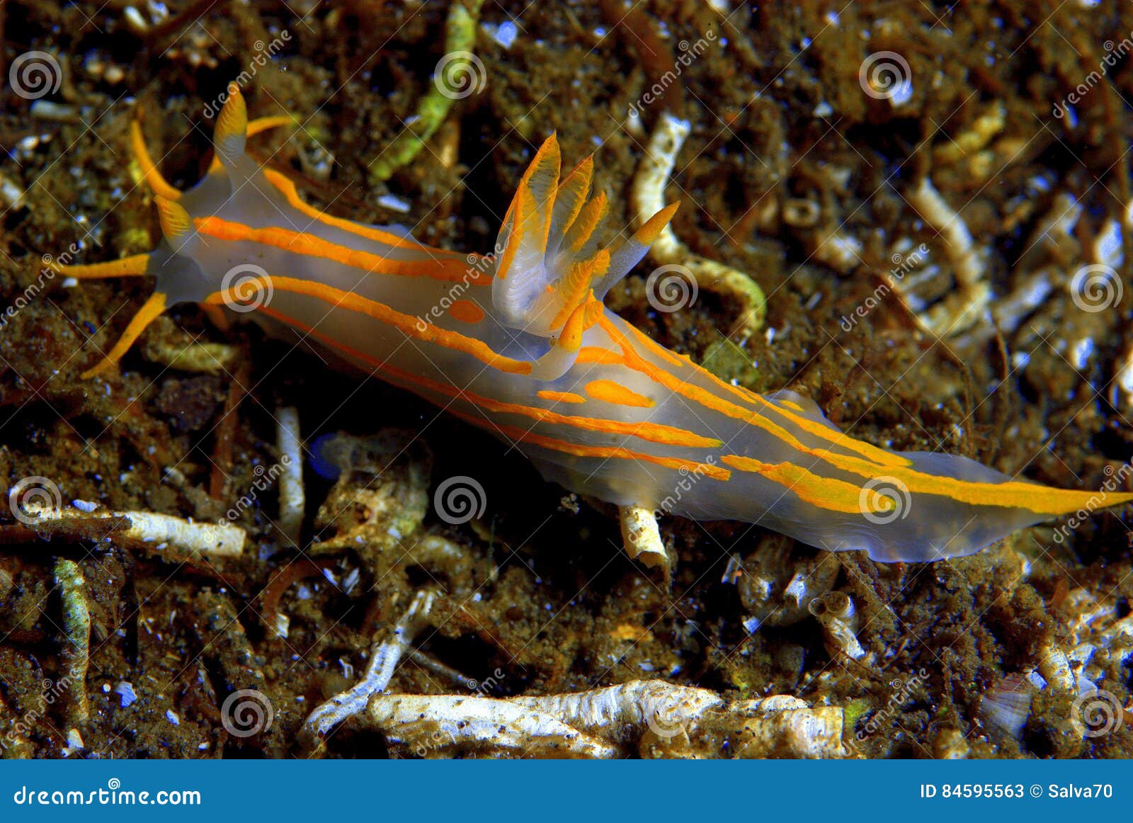 Polycera stock image. Image of island, afric, gobius - 84595563