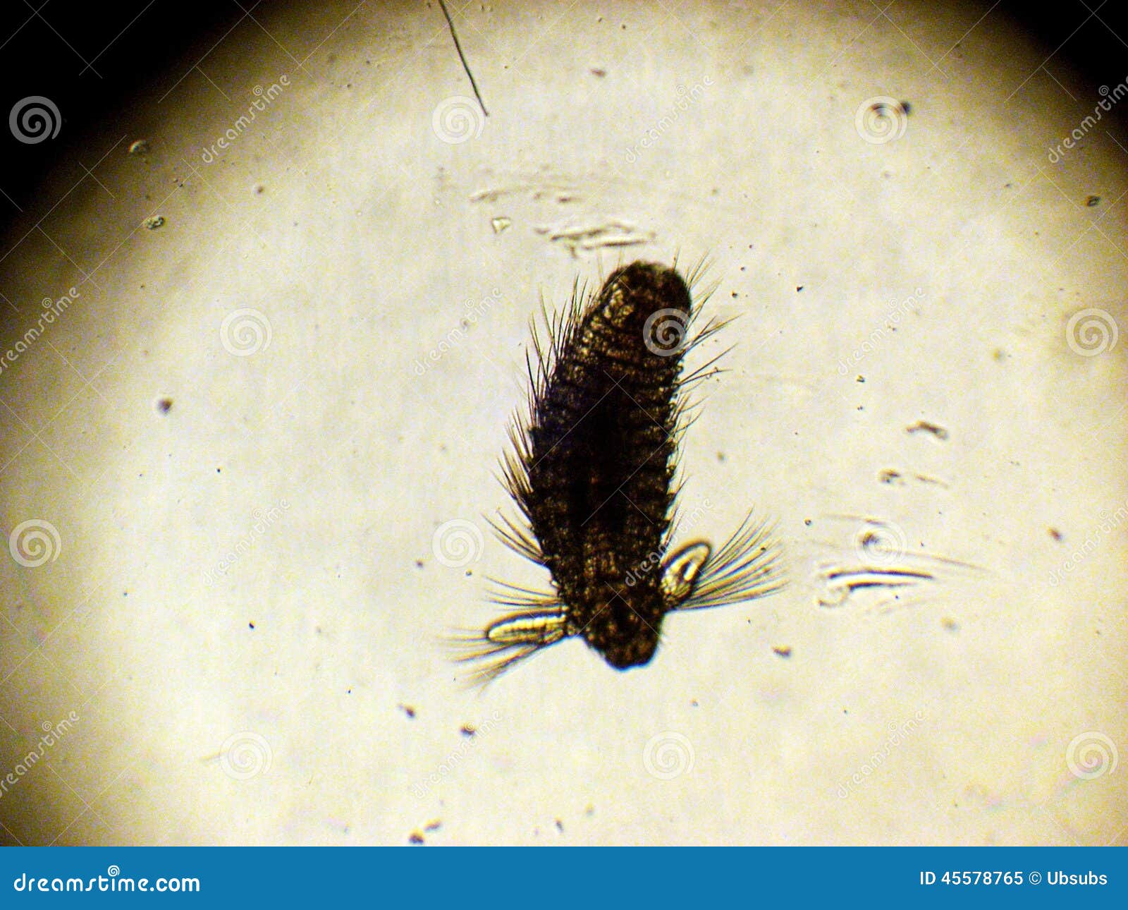 Polychaeta stock image. Image of segmention, microscope - 45578765
