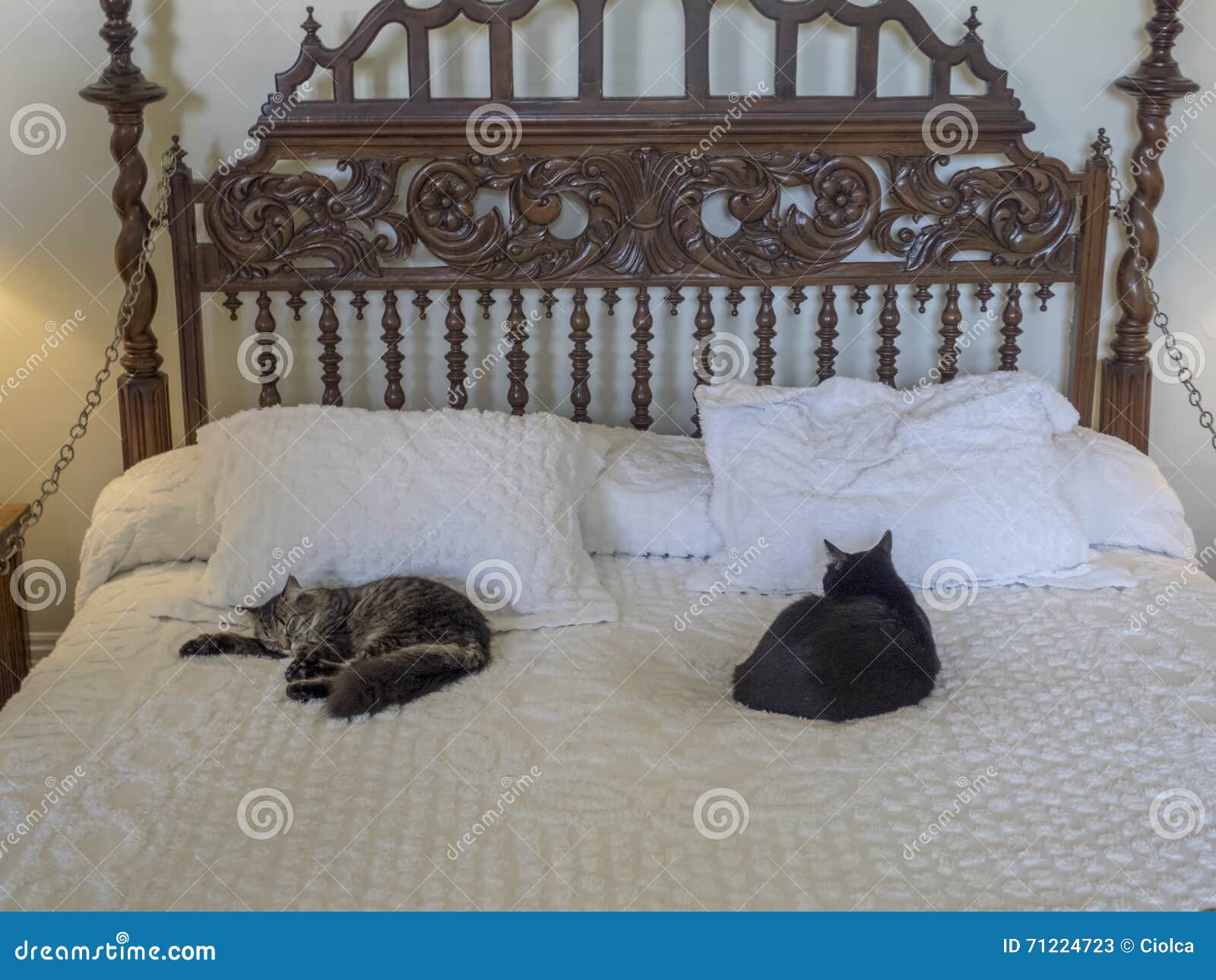 Polydactyl Cats At Ernest Hemingway House, Key West Stock Image ... Polydactyl Cats At Ernest Hemingway House, Key West Stock Image ...