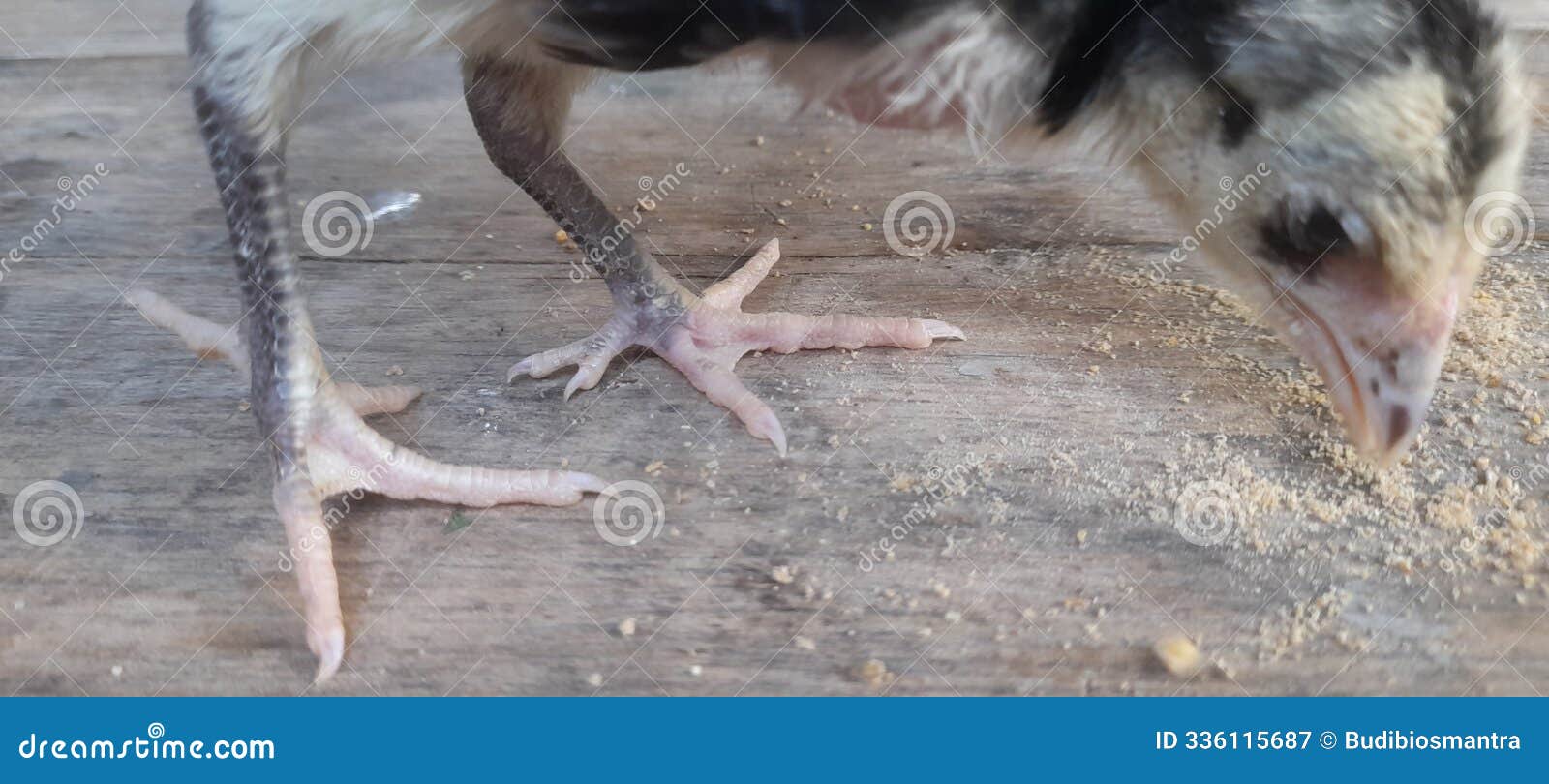 Polydactyly chicken stock image. Image of animal, carnivore - 336115687