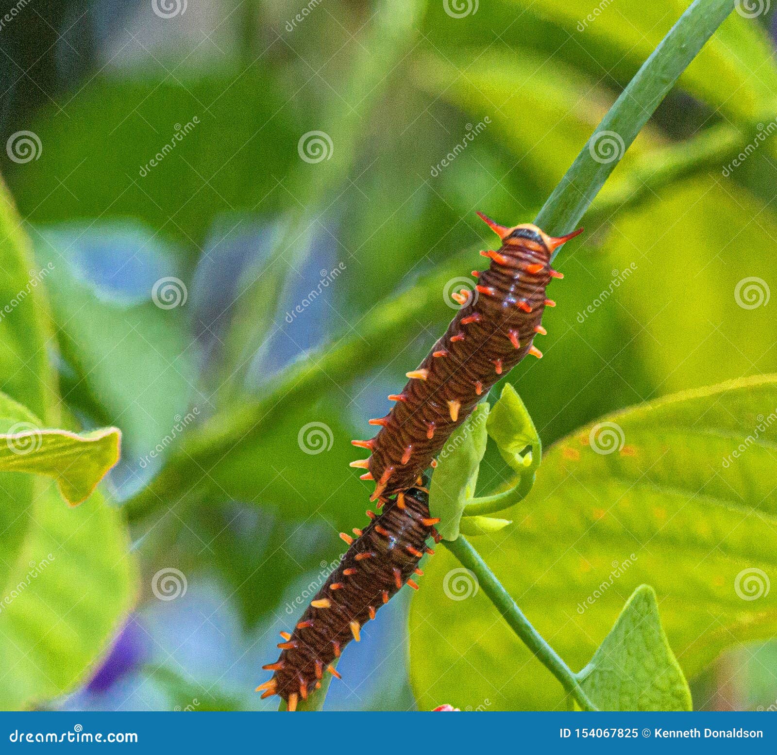 Polydamas Caterpillar on Pipevine Host Plant, Seminole, Florida Stock ...