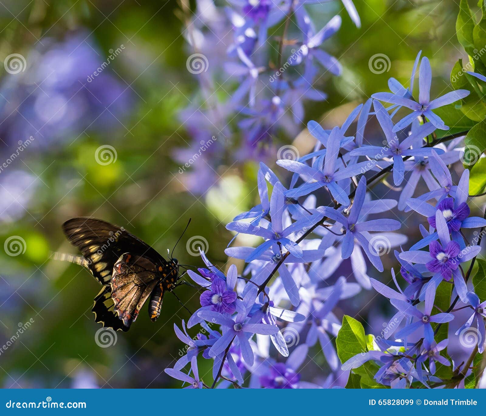 Polydamas Swallowtail Royalty-Free Stock Photography | CartoonDealer ...