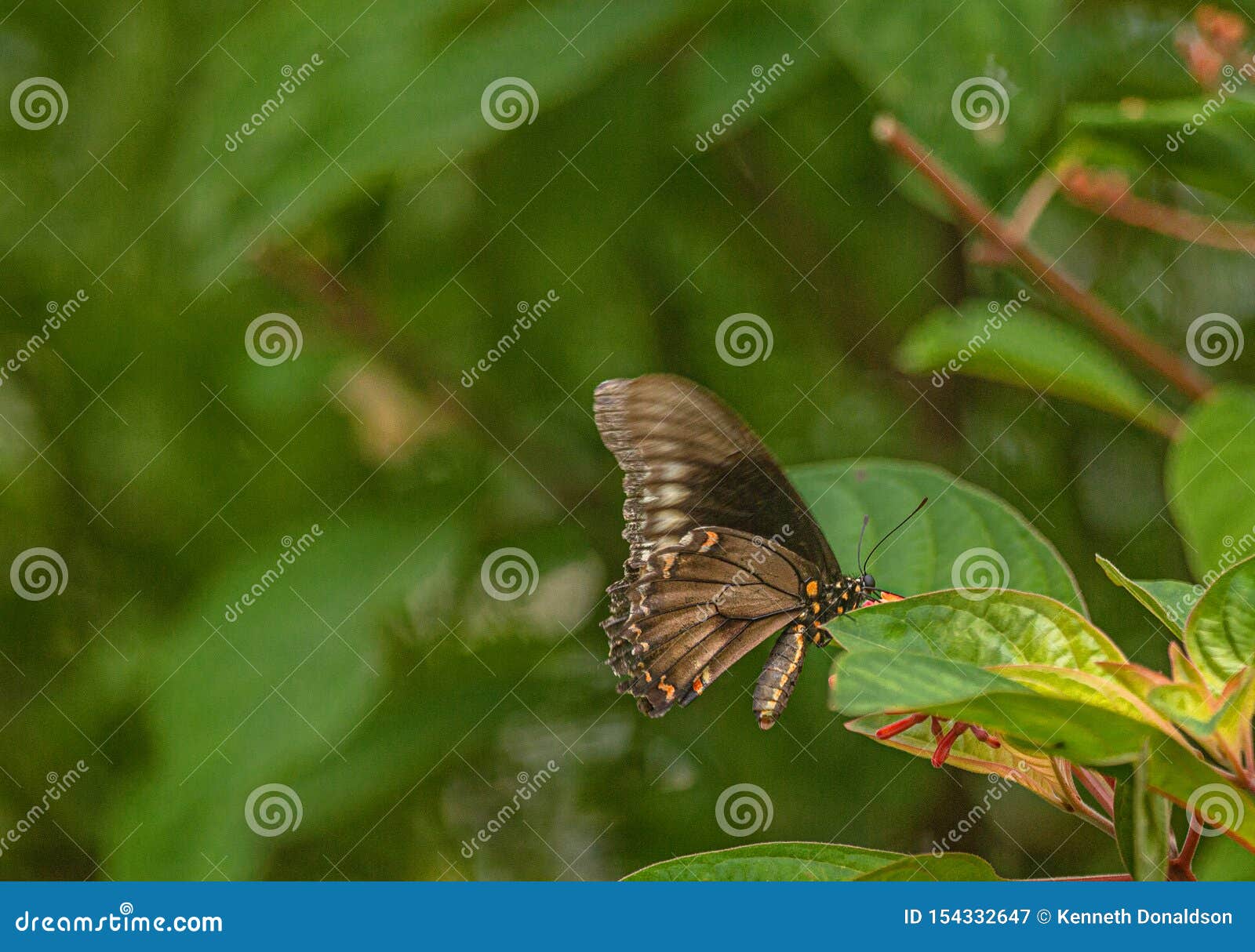 Polydamas Swallowtail Butterfly Hiding it`s Nectar Seeking, Seminole ...