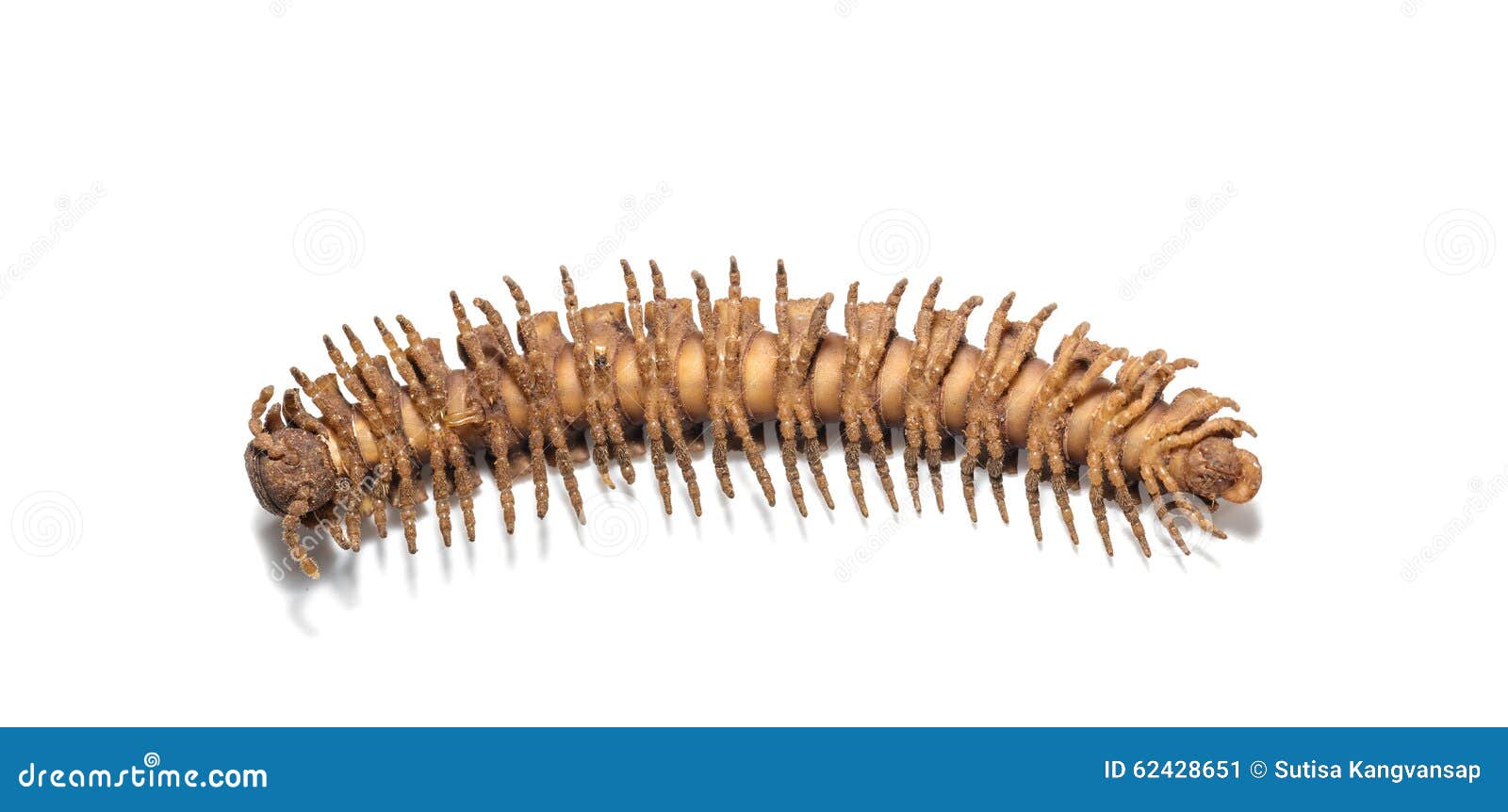 Polydesmidae Millipede on White Background Stock Image - Image of ...