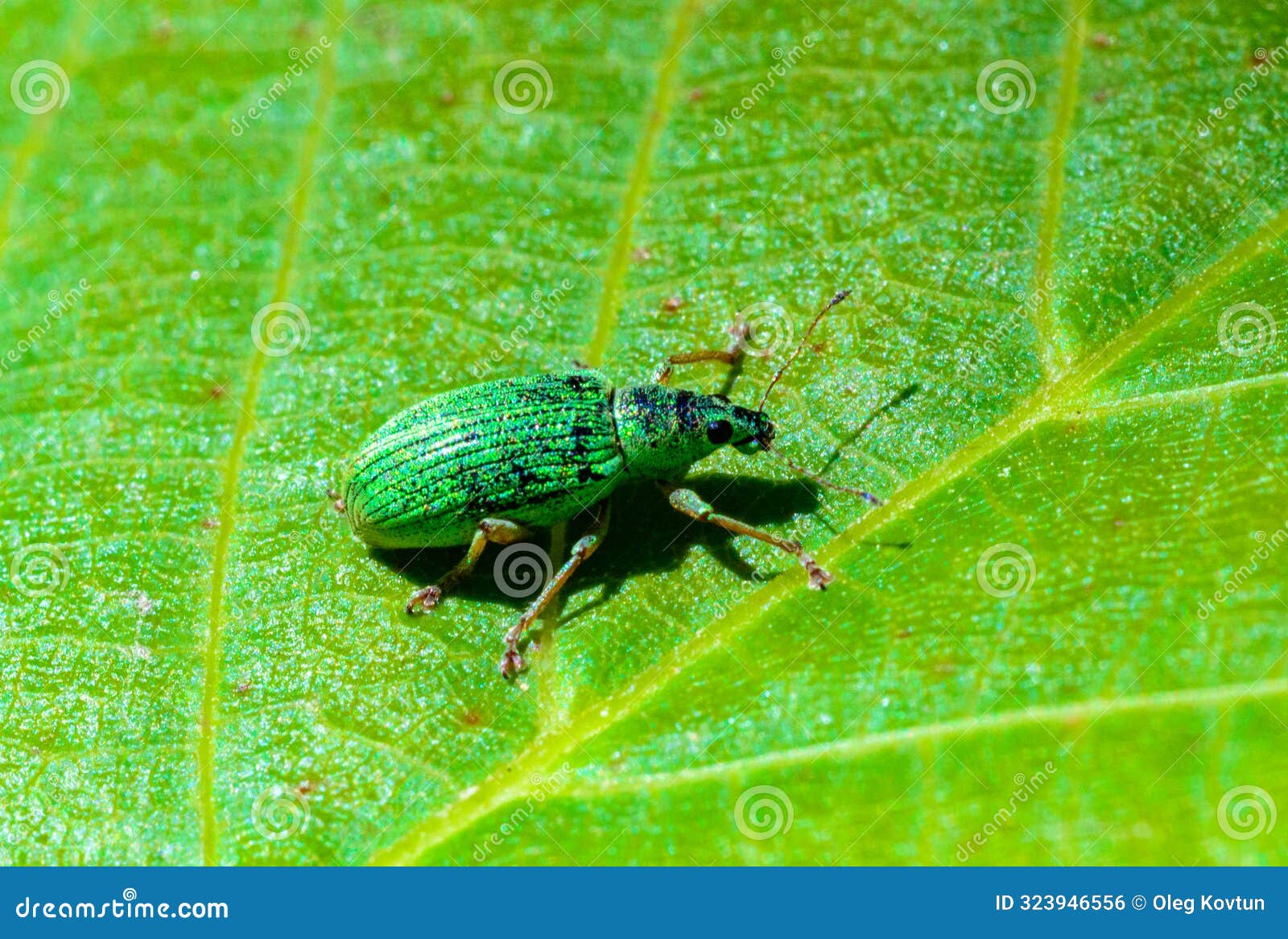 Polydrusus Formosus - Green Shiny Beetle Weevil on a Green Leaf Stock ...
