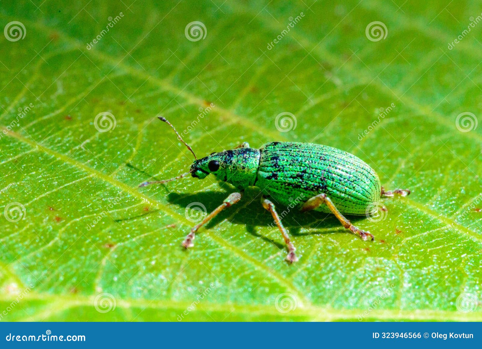 Polydrusus Formosus - Green Shiny Beetle Weevil on a Green Leaf Stock ...