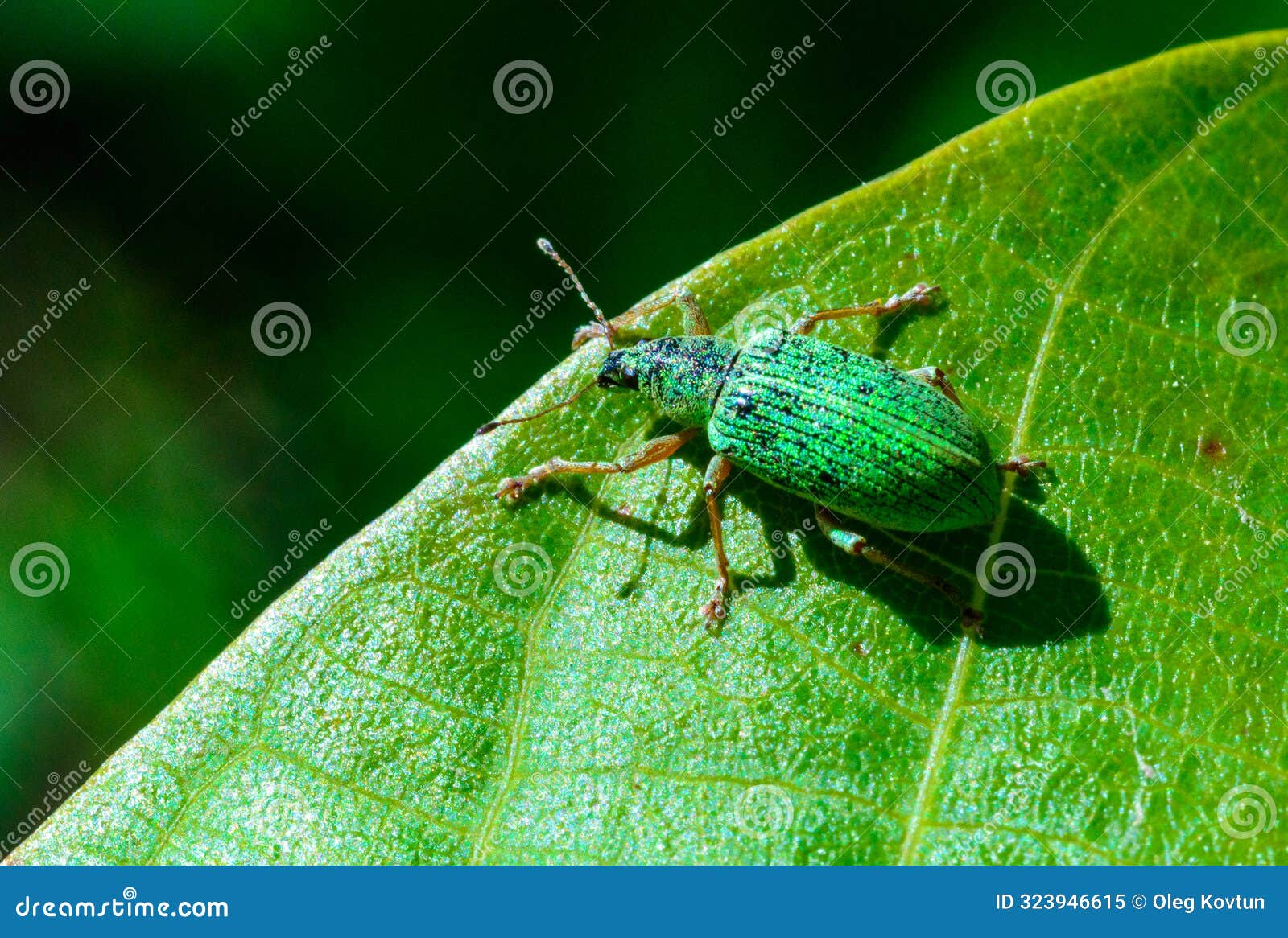 Polydrusus Formosus - Green Shiny Beetle Weevil on a Green Leaf Stock ...